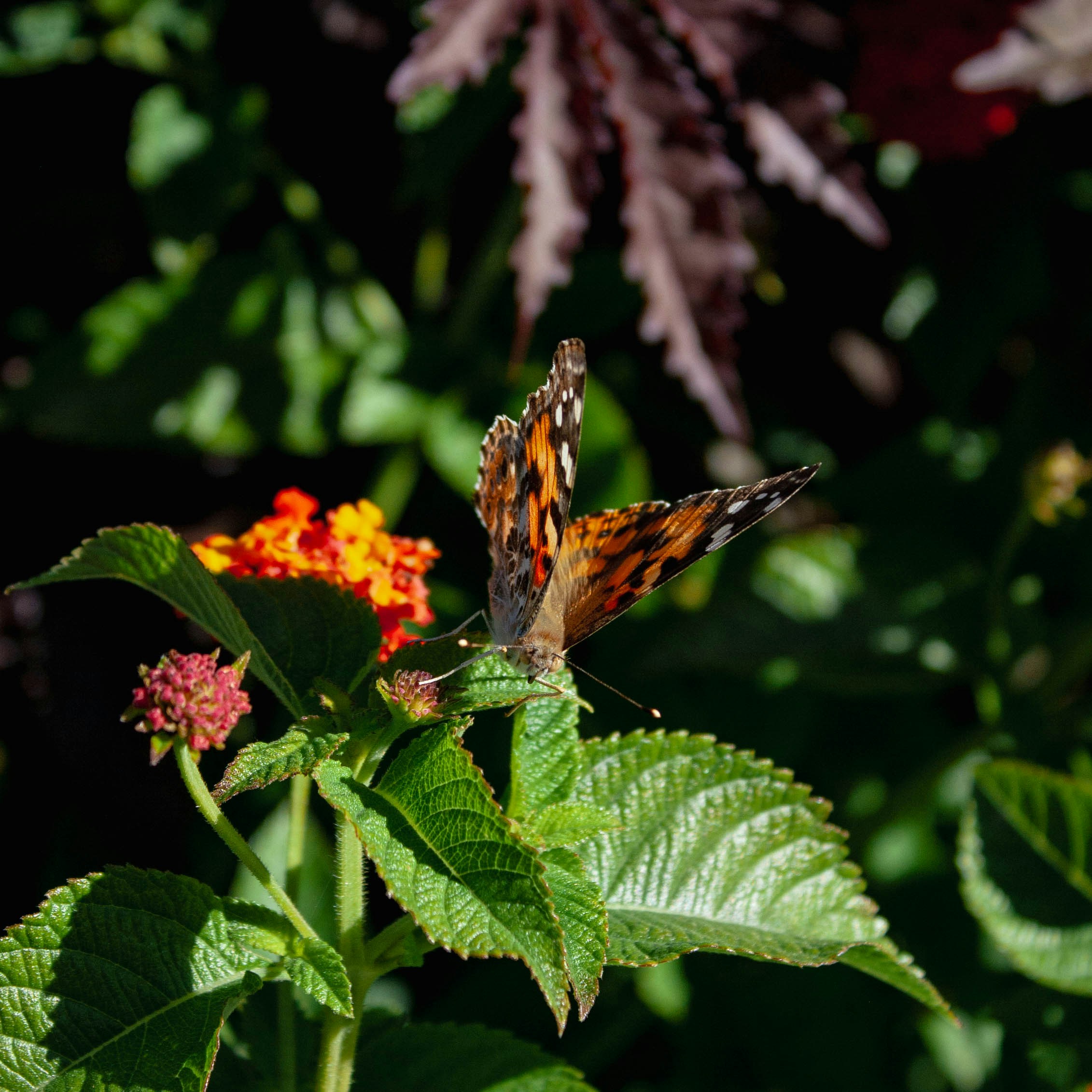 Painted Lady Pauses on Lantana Amid Sunlit Garden Foliage