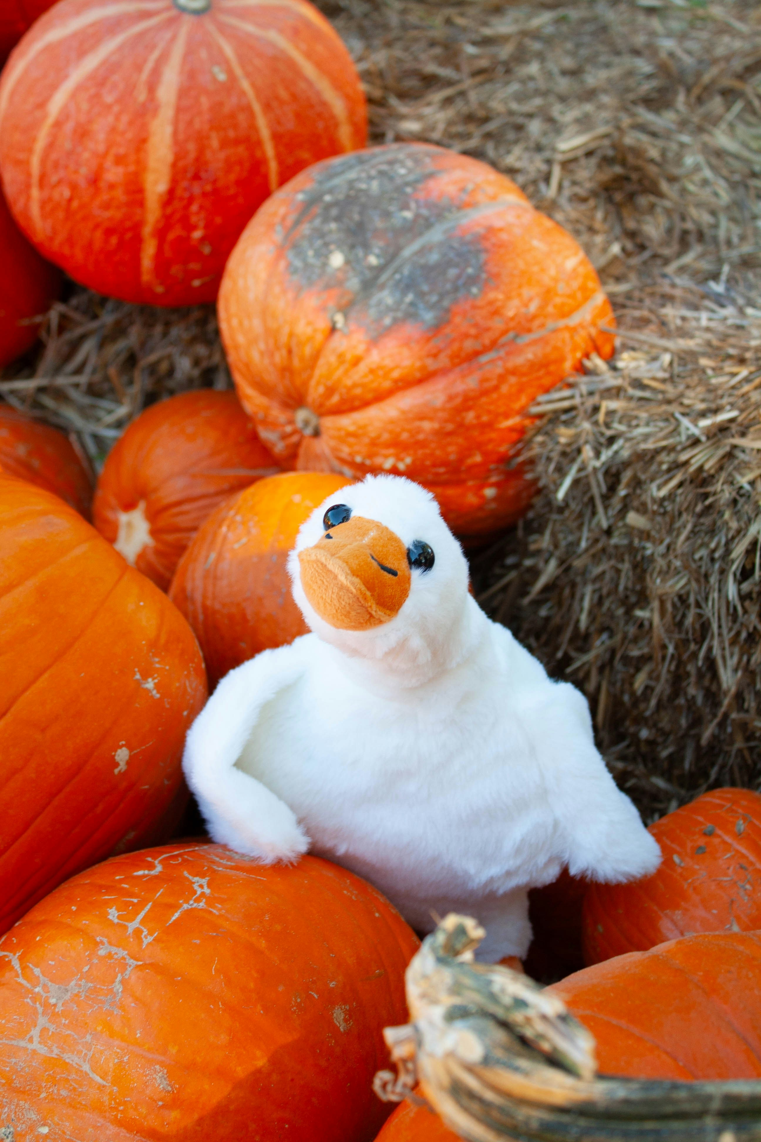 Whimsical Harvest: A Plush Companion Among Pumpkins