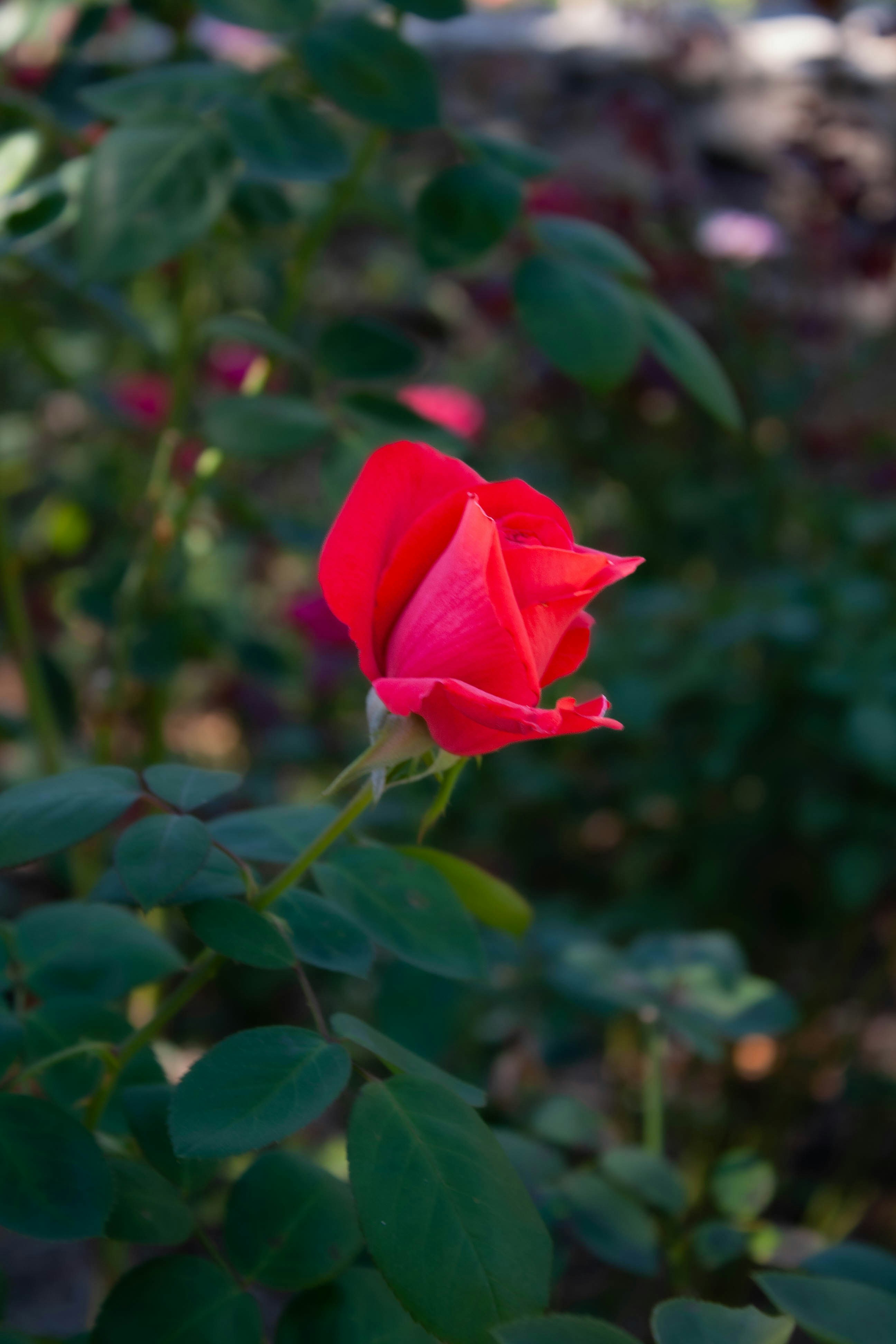 A single red rose in a garden of green leaves photo – Free Rose Image ...