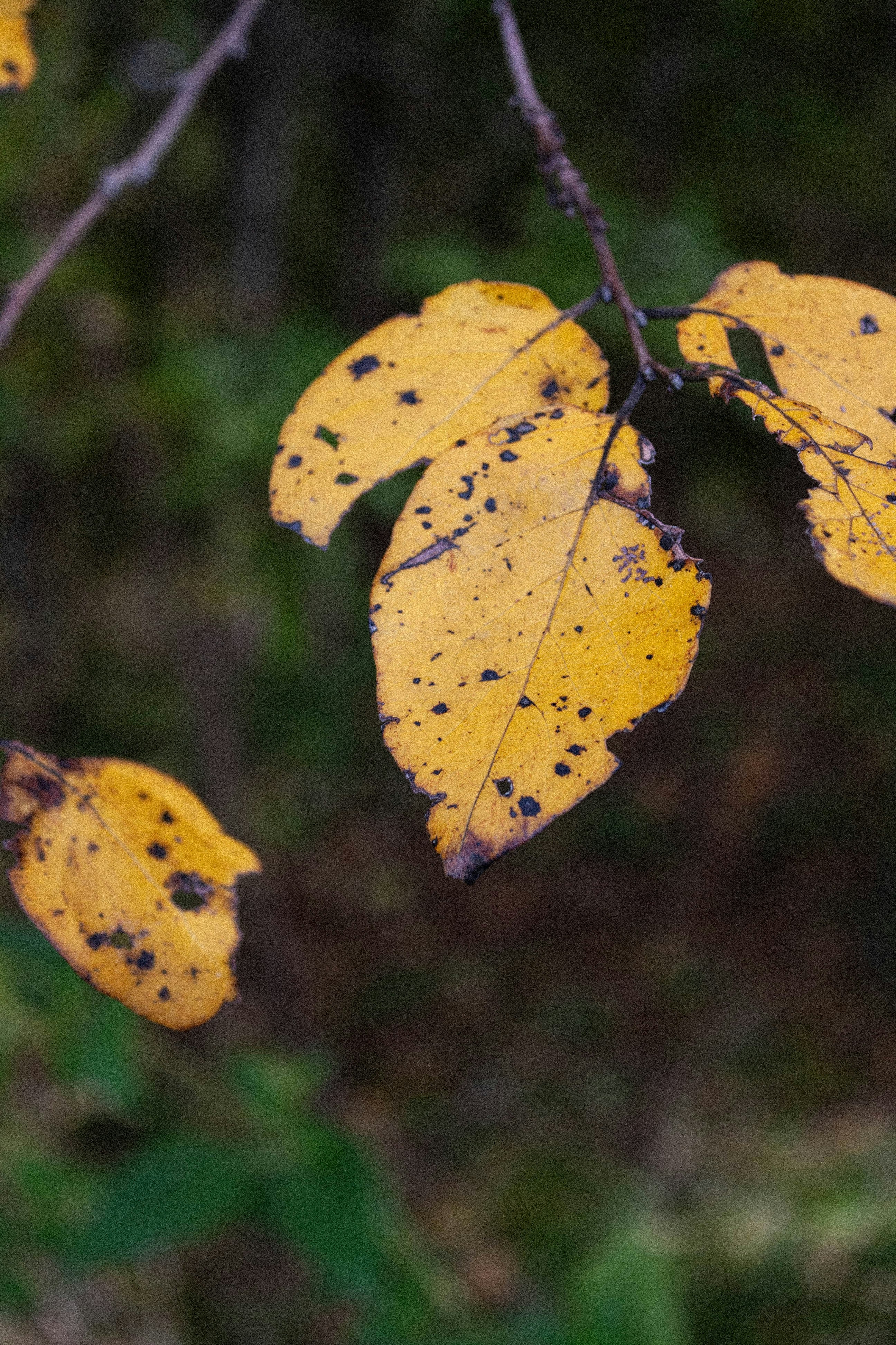 Photo by S. Laiba Ali with Canon EOS 1000D