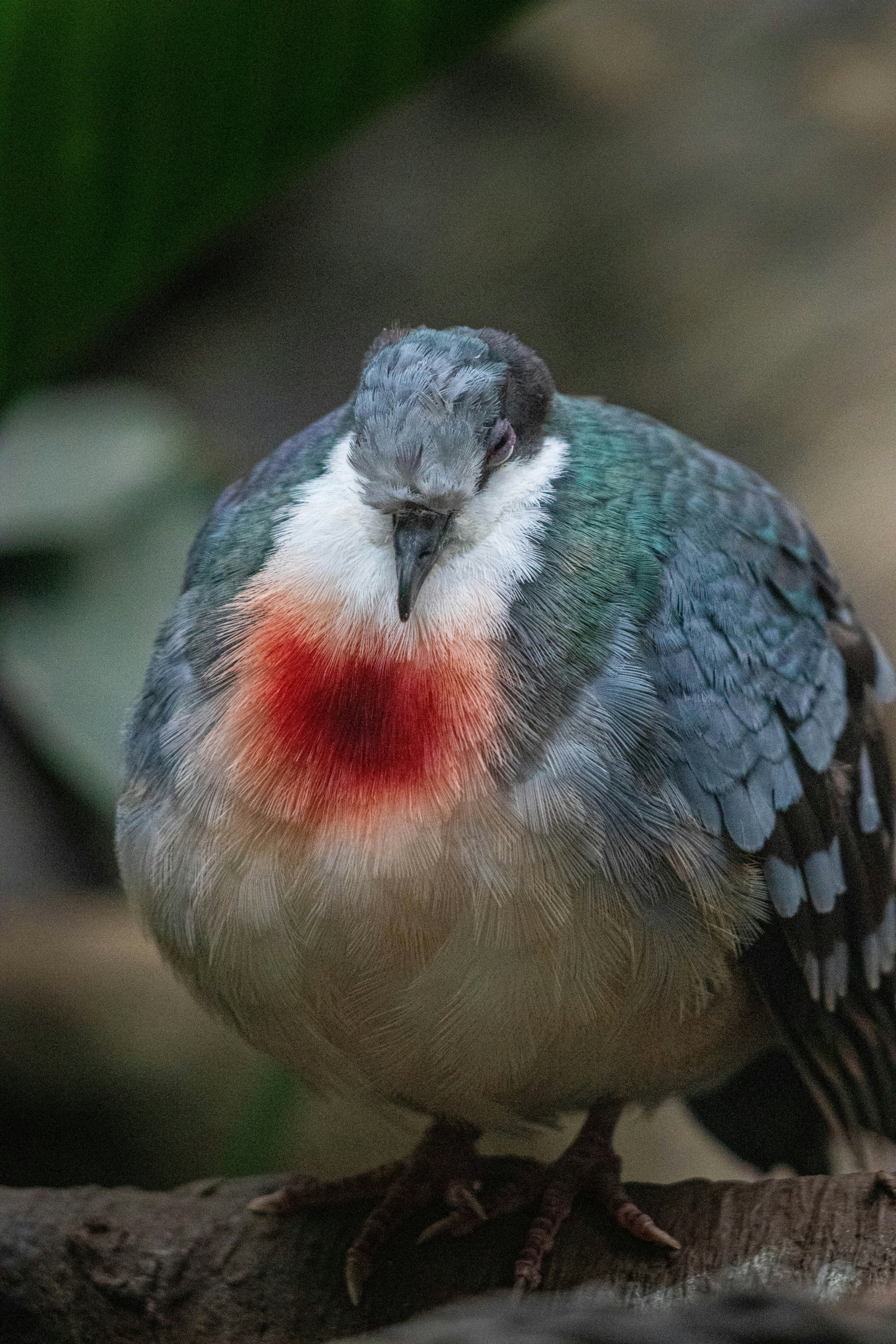 Crimson Bib on a Quiet, Iridescent Perch