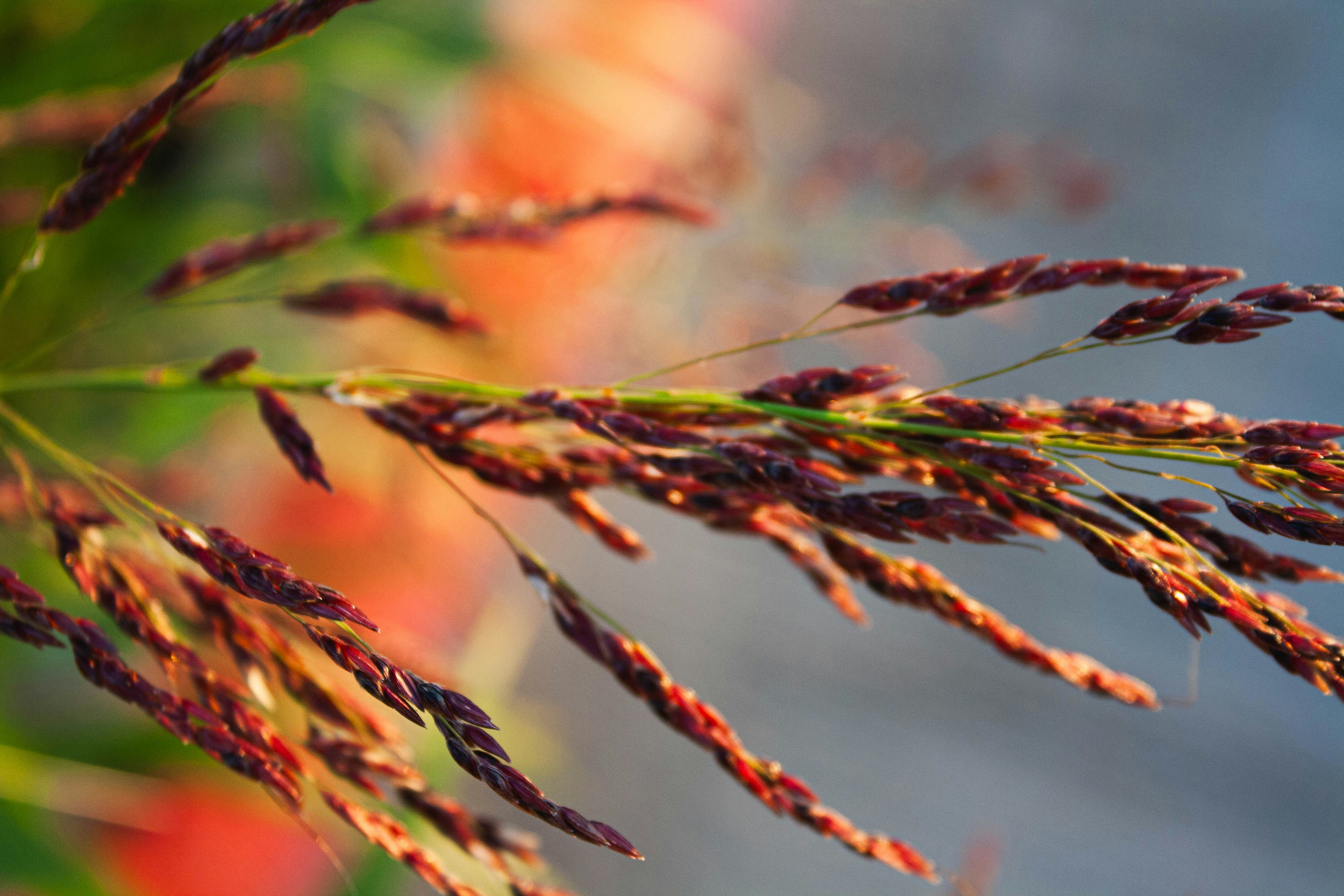 Autumn Threadwork: Red Grass Seed Heads in a Velvet Blur