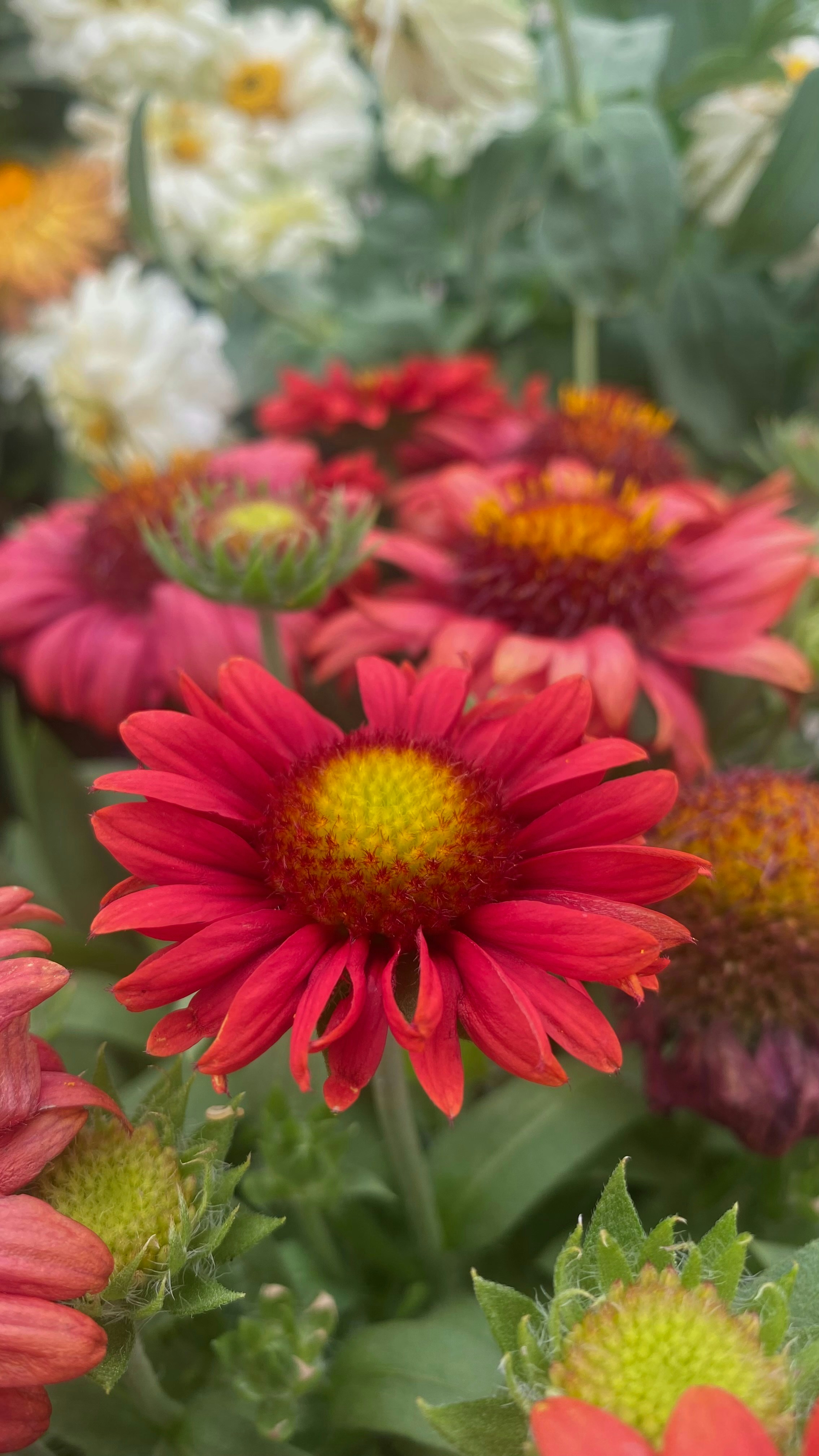 Photo by Mariette Vibes with Apple iPhone 11 Pro