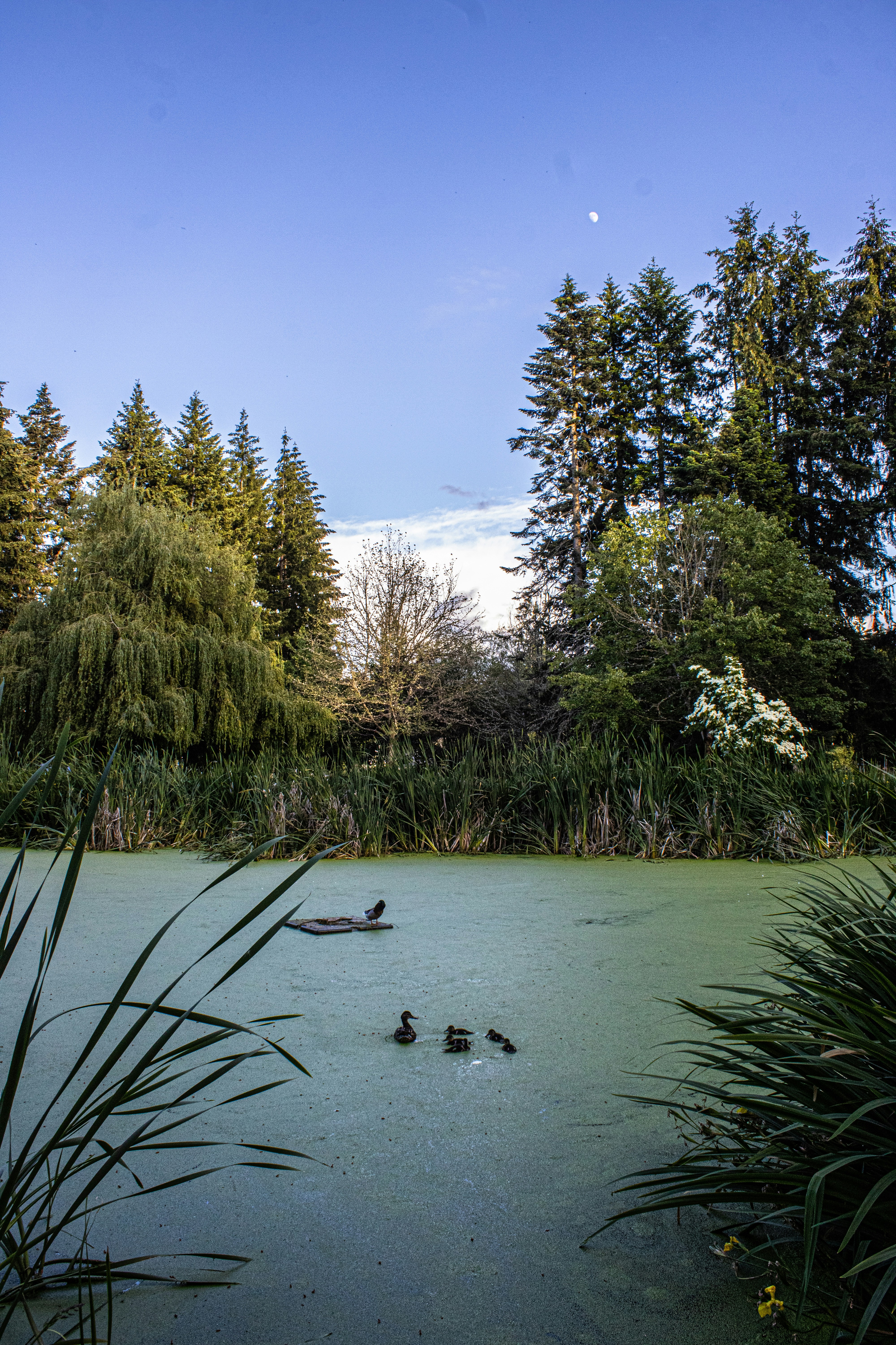 Moonlit Ducklings on a Verdant Pond
