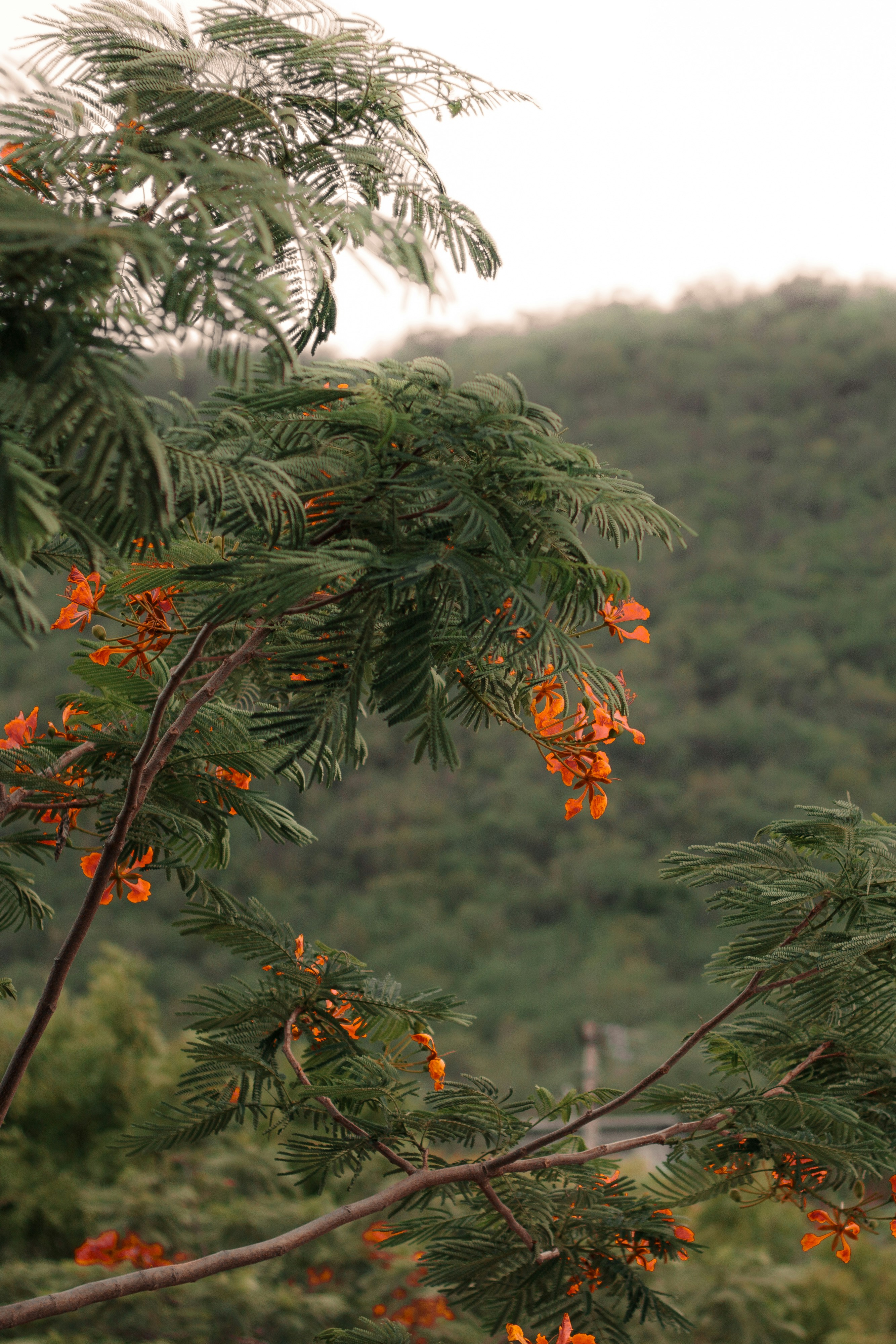 Amber Blooms on Feathery Branches Over a Soft Hillside