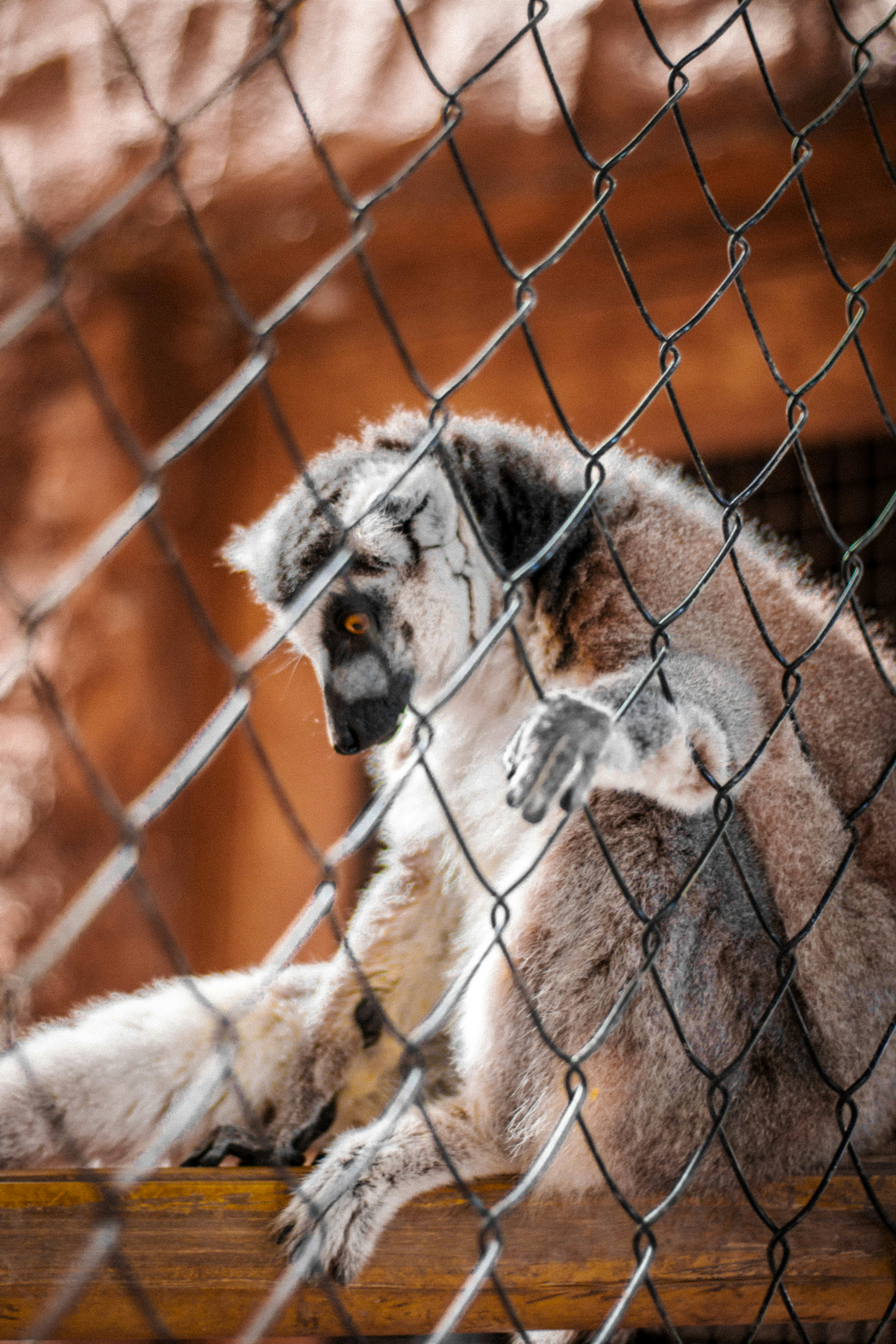 Glimpse Through Diamond Mesh: A Lemur's Quiet Gaze from a Wooden Barrier