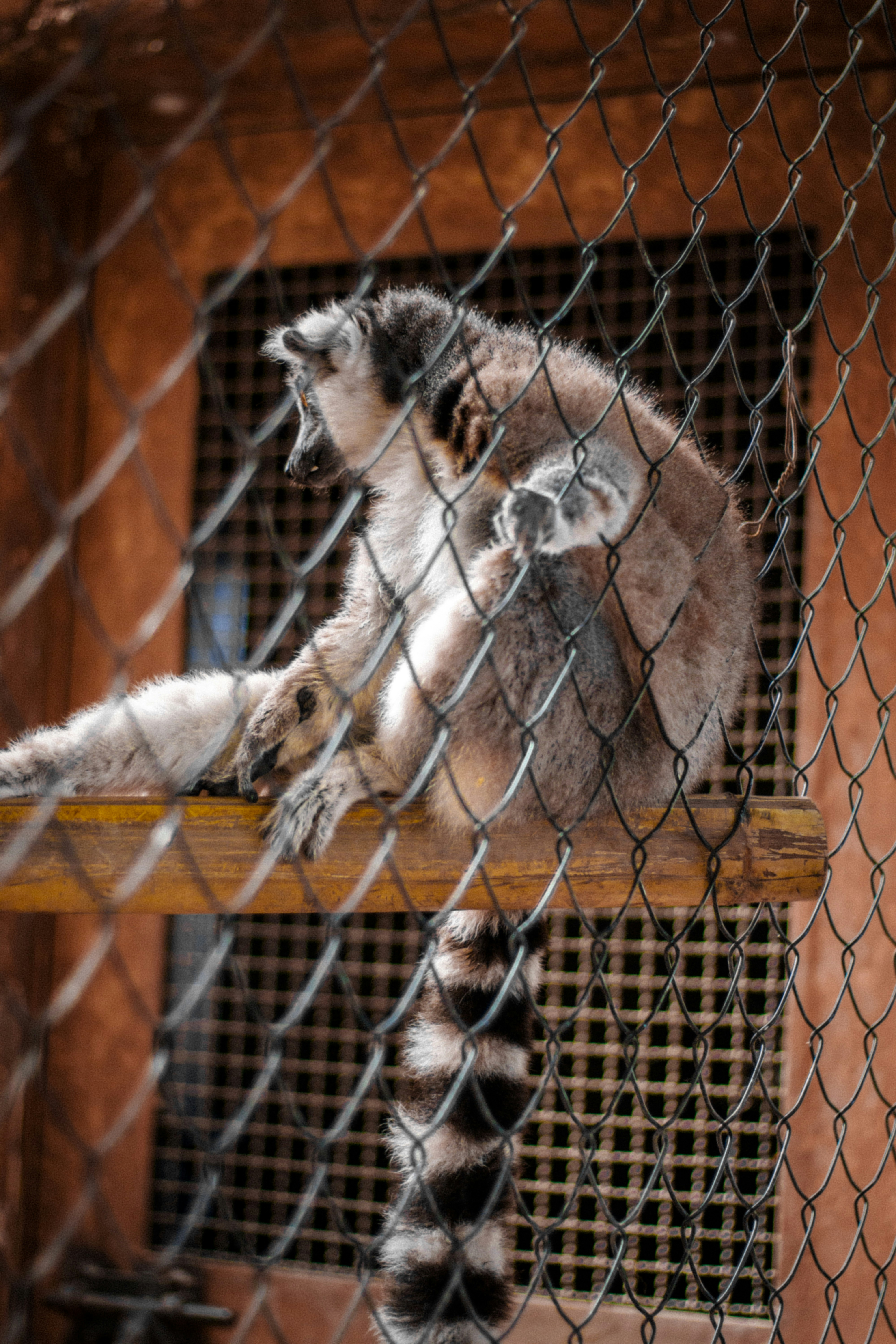 Bounded in Steel: A Lemur Peers Through the Enclosure Mesh