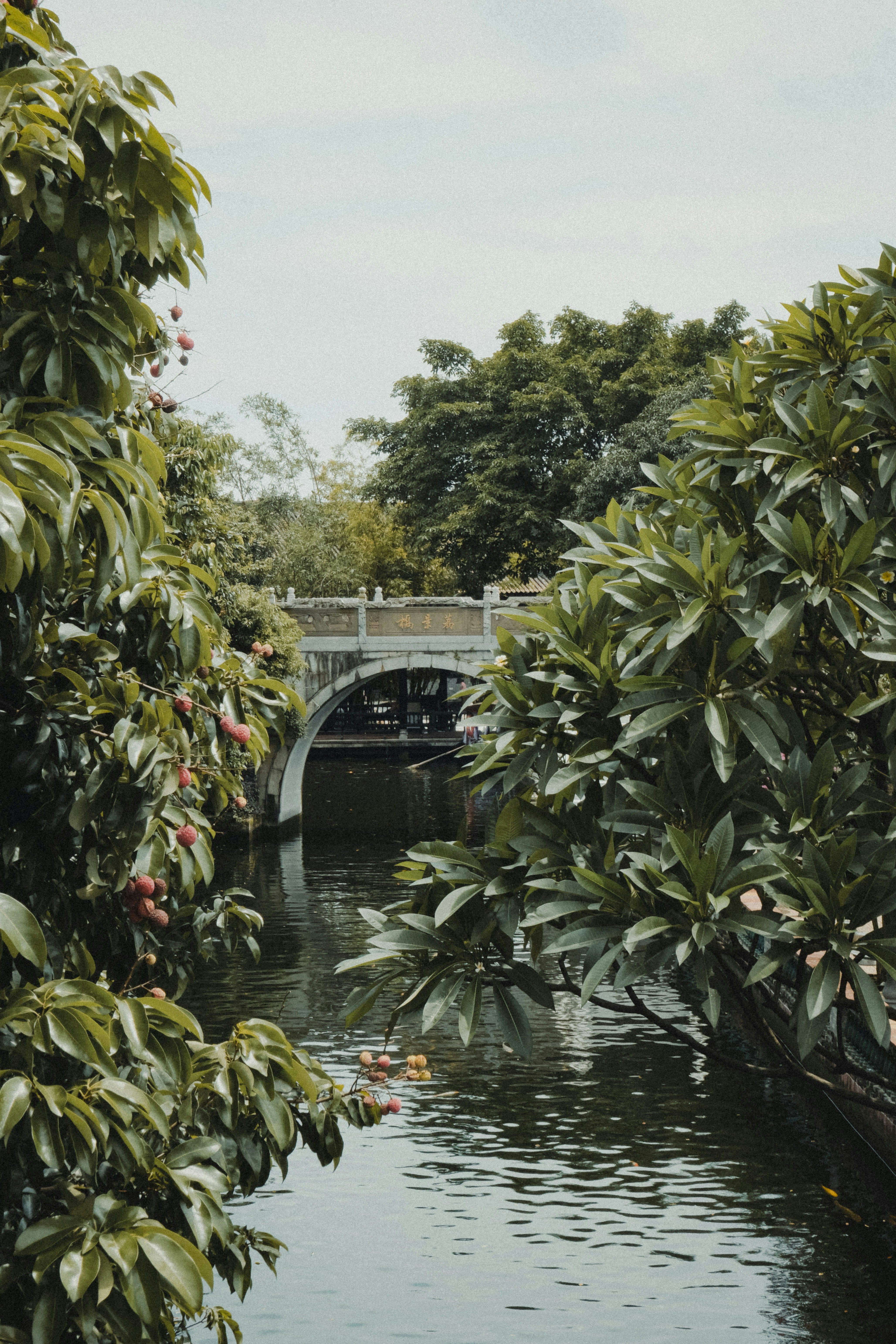 Verdant Crossing: An Arched Bridge Framed by Garden Canopy