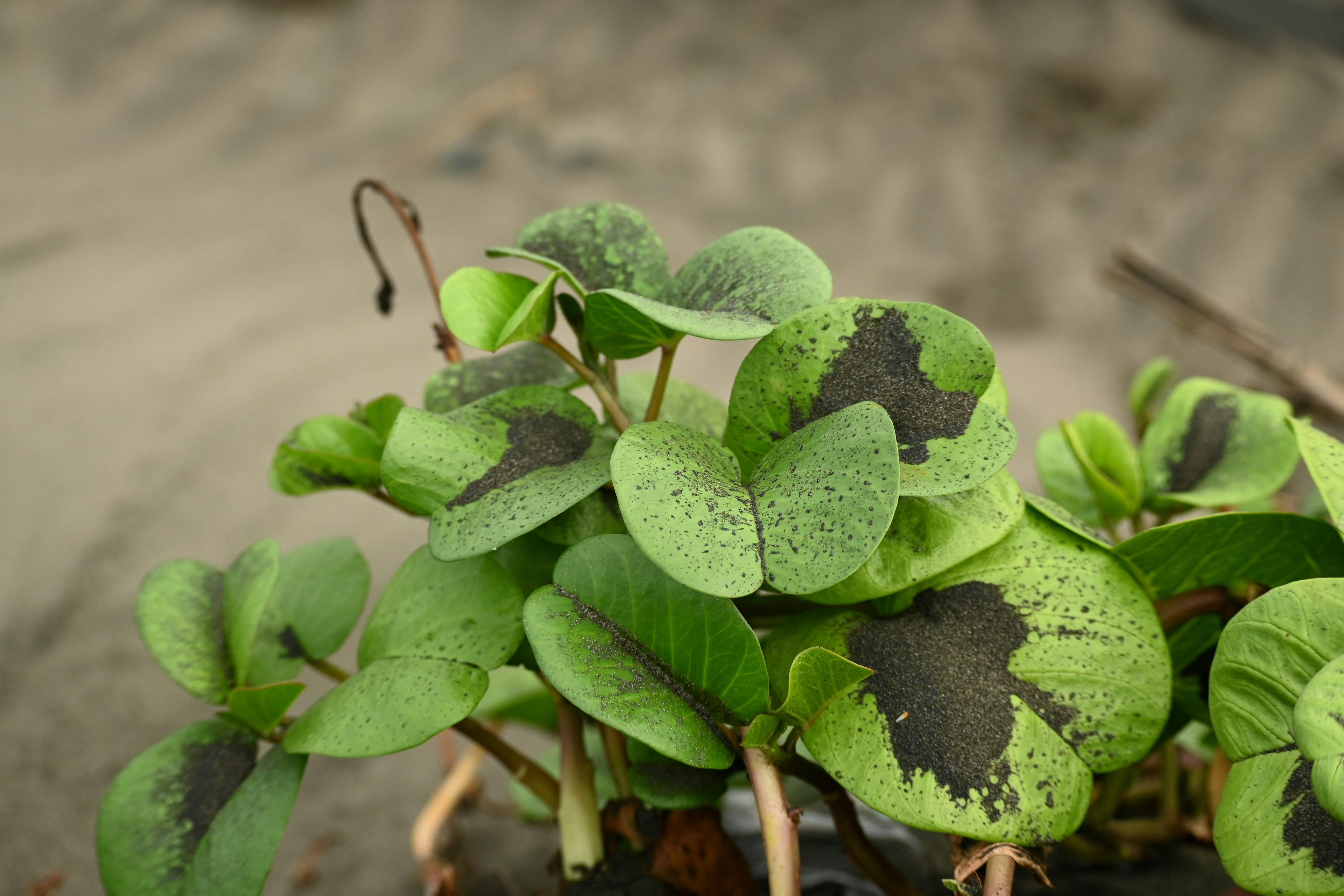 Speckled Green Foliage: A Close-Up Study of Variegated Leaves