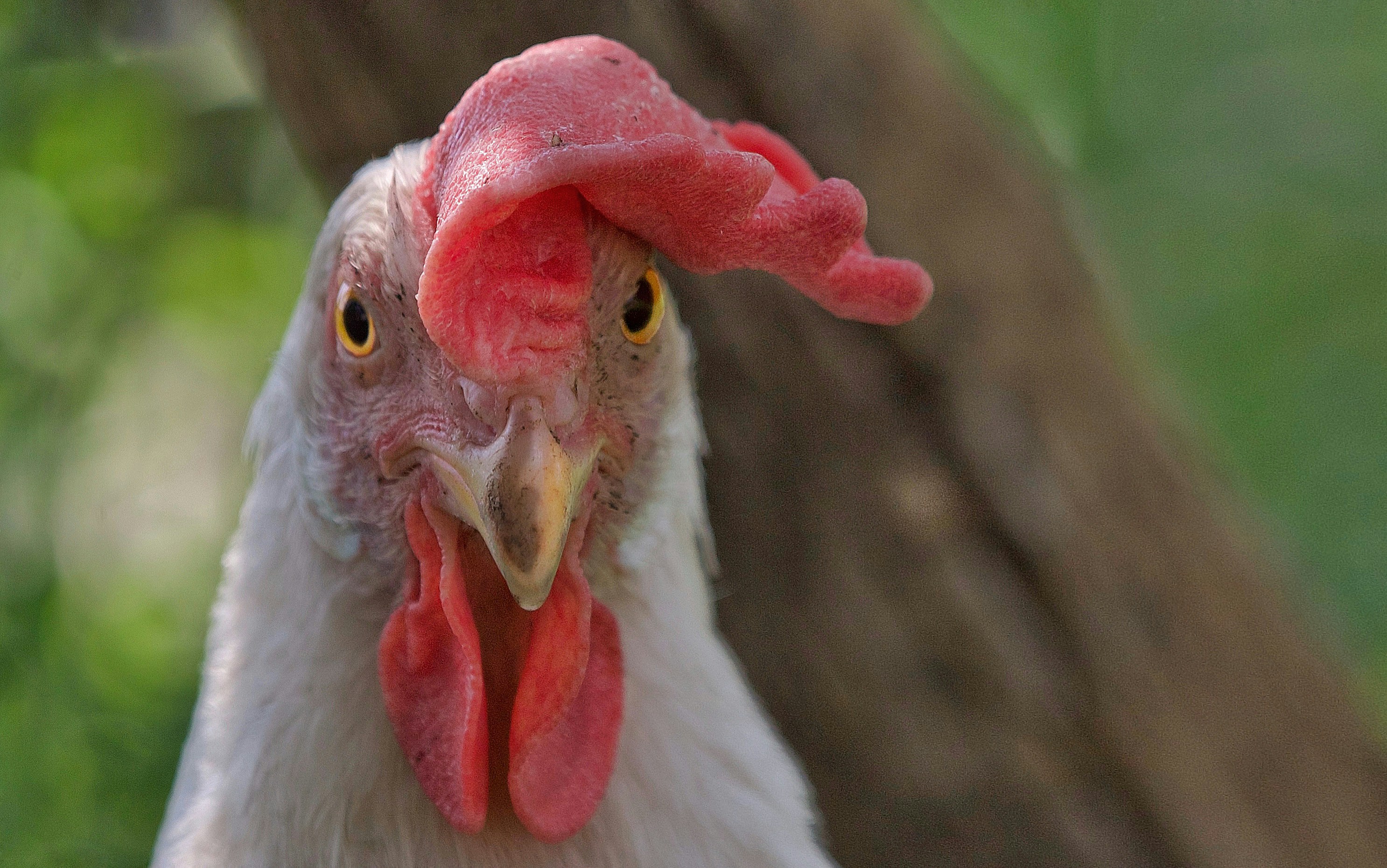 Crimson Crest and Watchful Gaze: A Close-Up of a Hen's Head