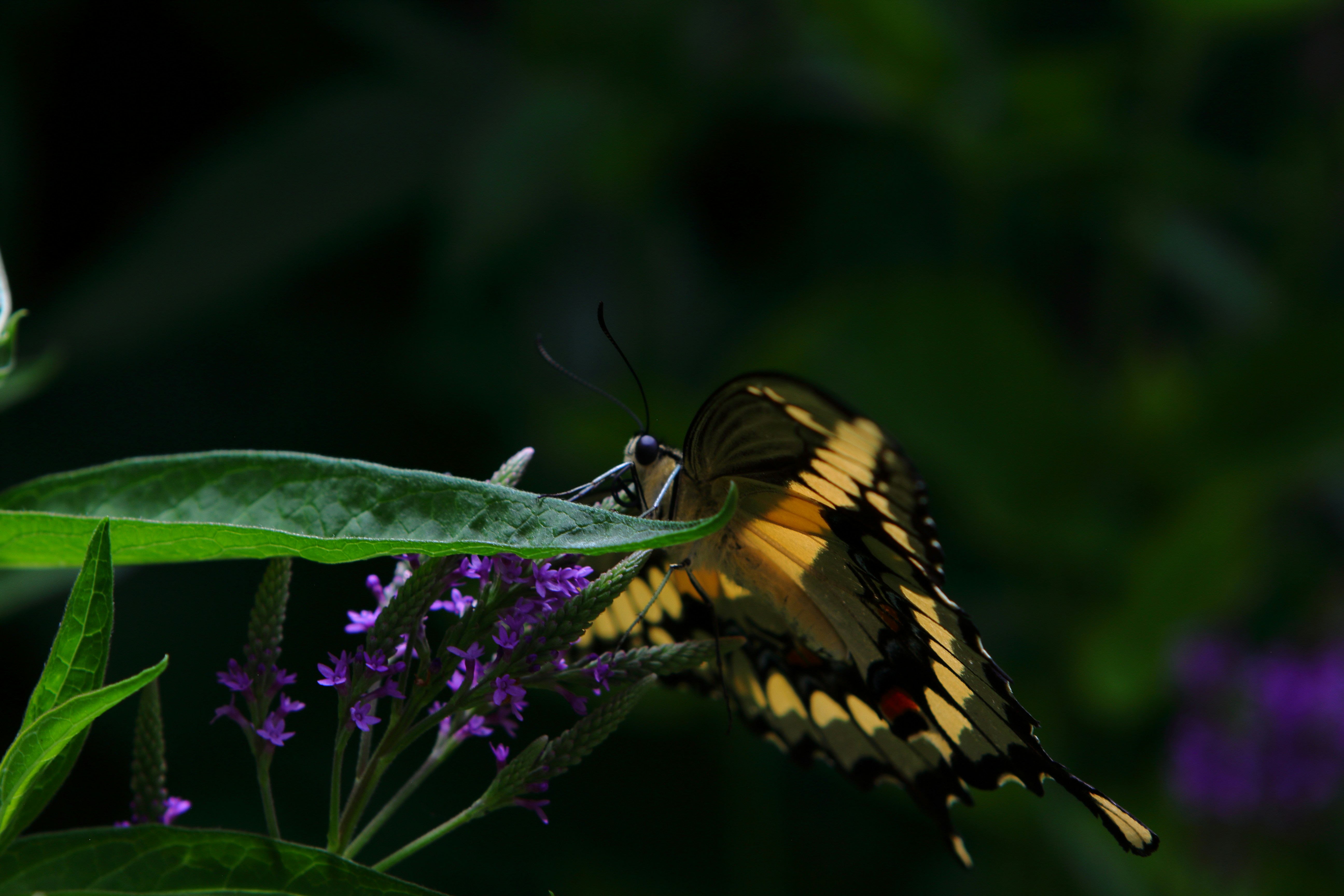 Shade-Soft Nectar: A Swallowtail on a Violet Bloom