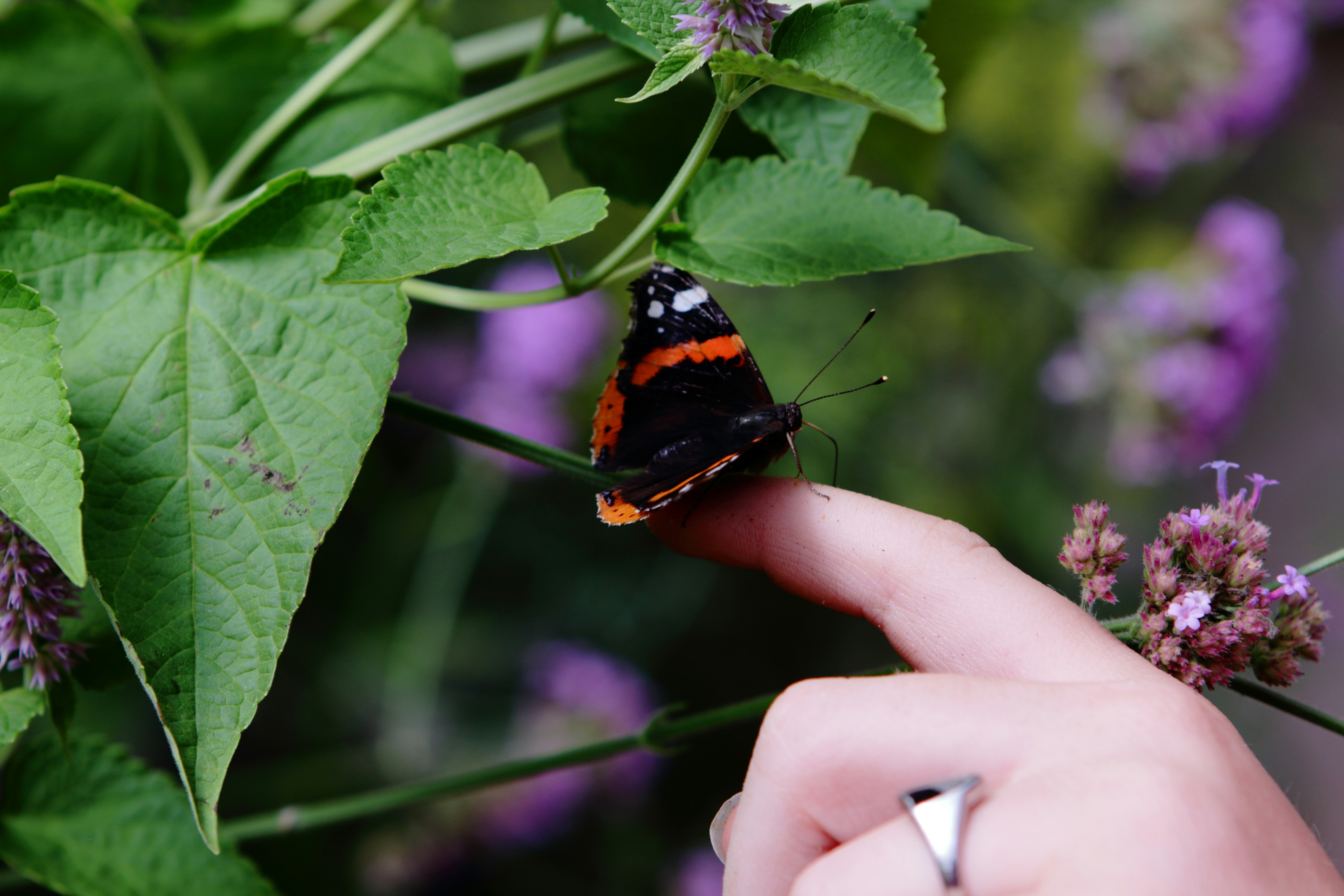 Monarch on the Tip: a delicate butterfly resting on a fingertip amid lush garden greens