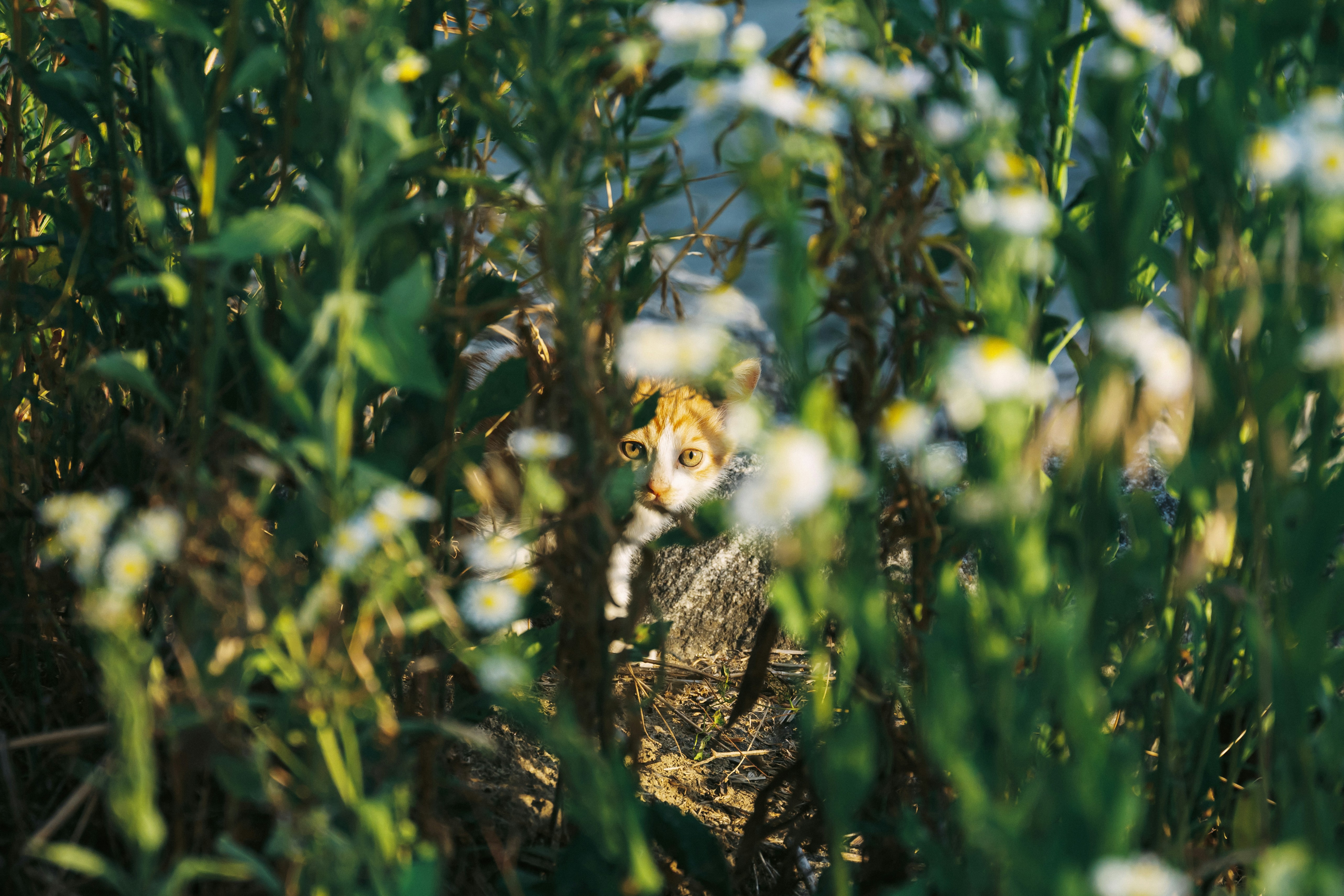 Hidden in the Green: A Cat's Quiet Gaze Through the Foliage