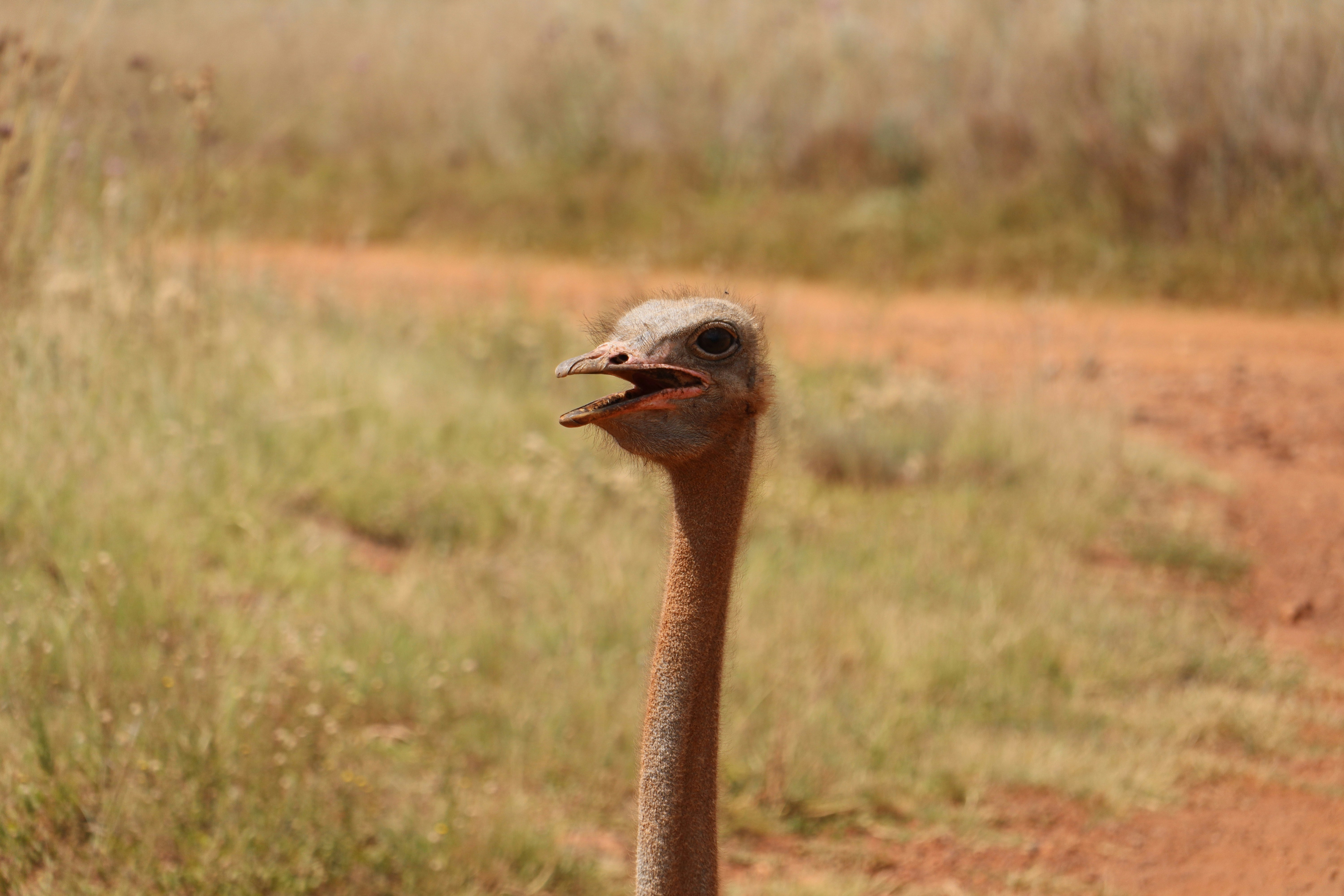 Dust-Lit Gaze: Emu's Open-Beak Moment on a Parched Plain