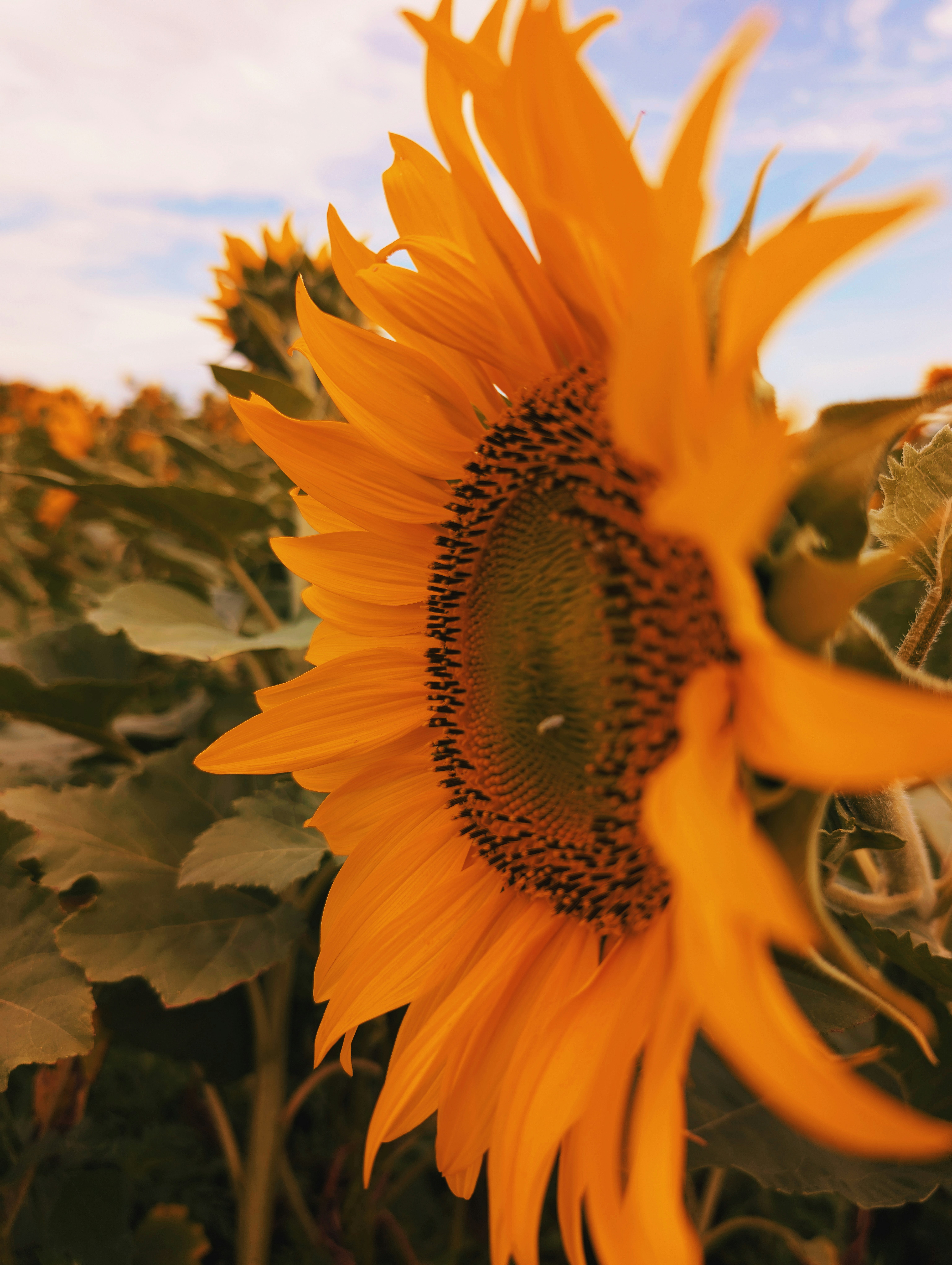 Close-up of a sunflower bathed in warm light, emphasizing its vibrant petals and detailed central disk.