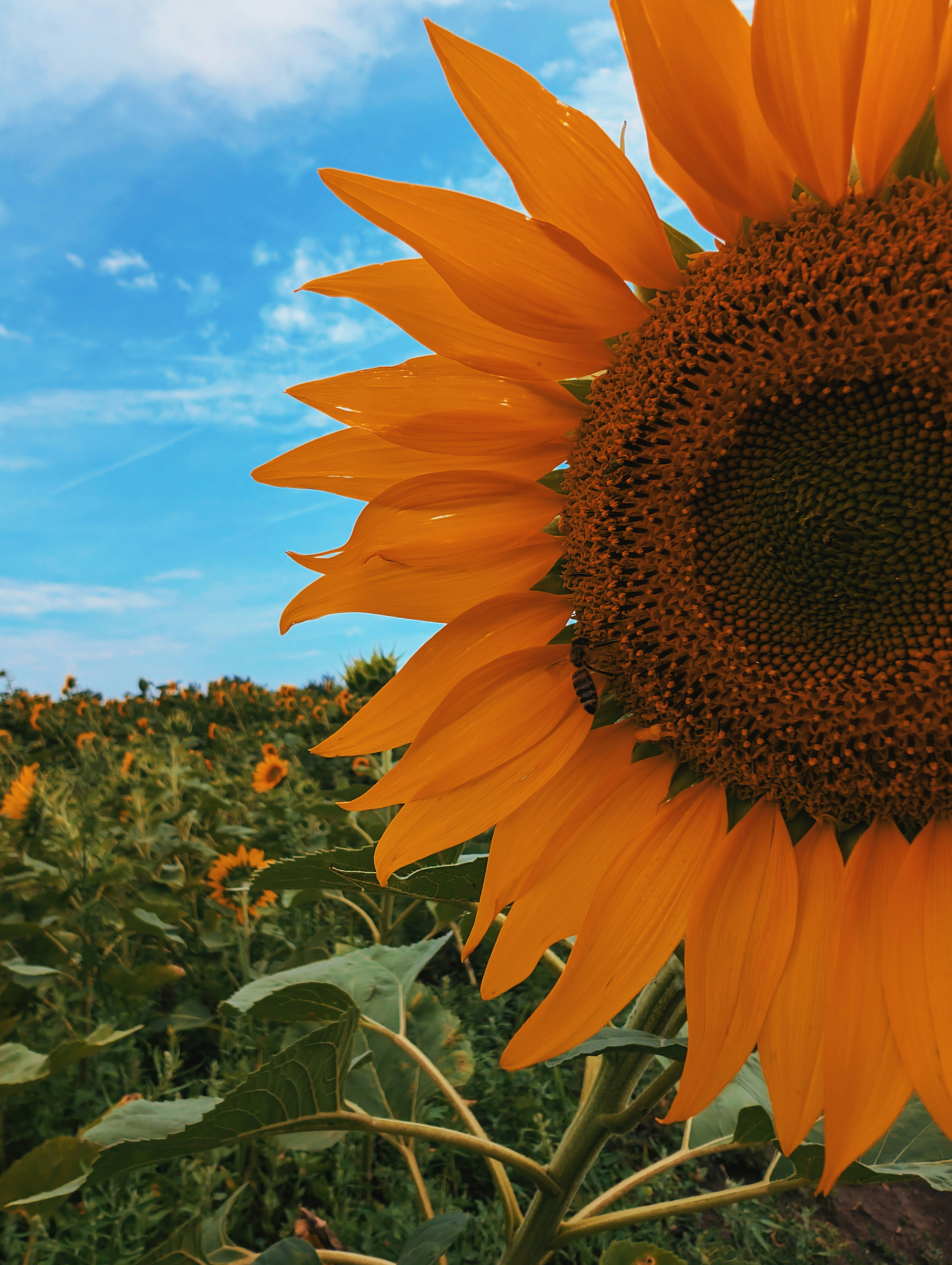 Sunflower Crown at Noon: A Close-Up Portrait of Summer