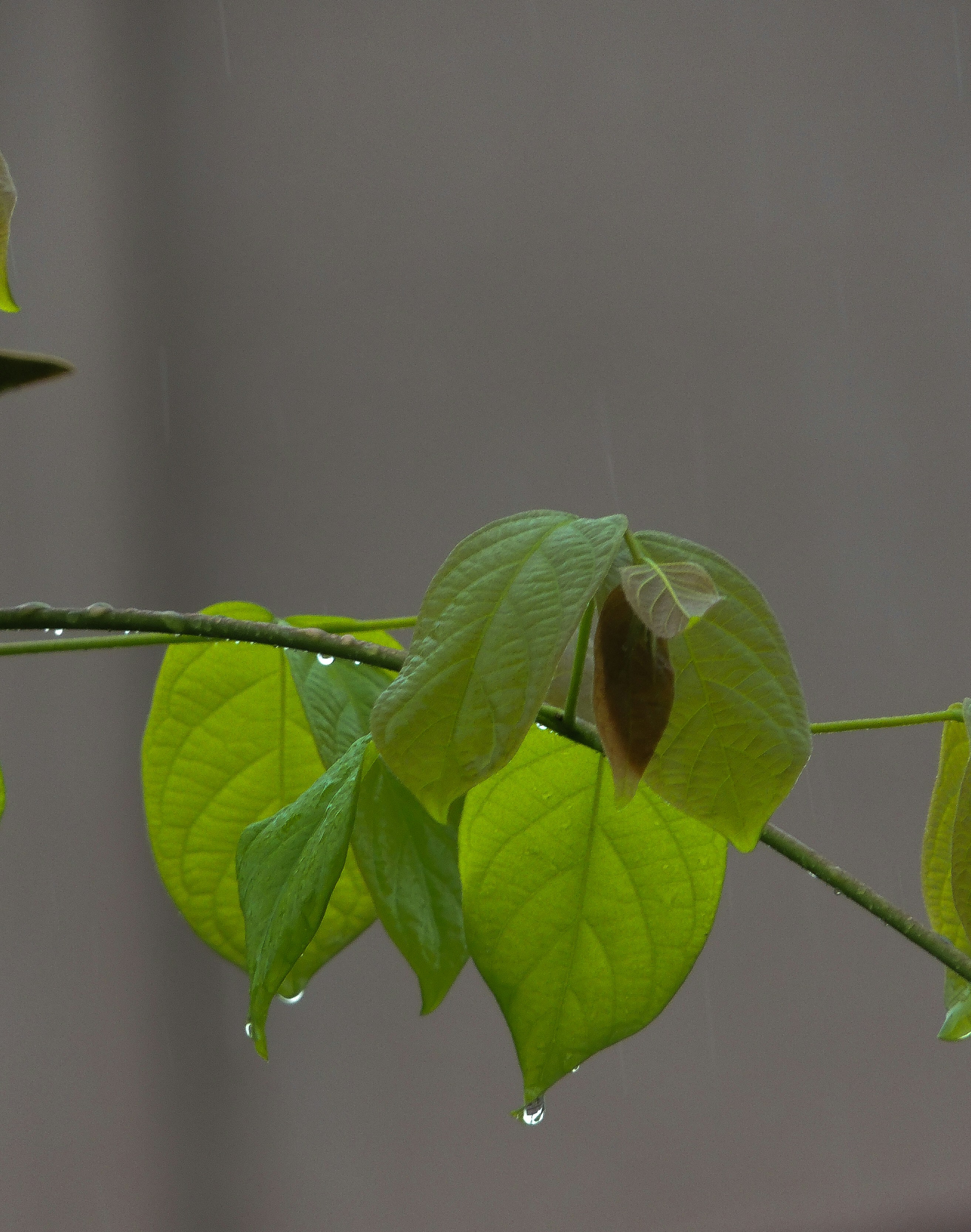 Droplets on Vein-Patterned Leaves in a Rainy Quiet