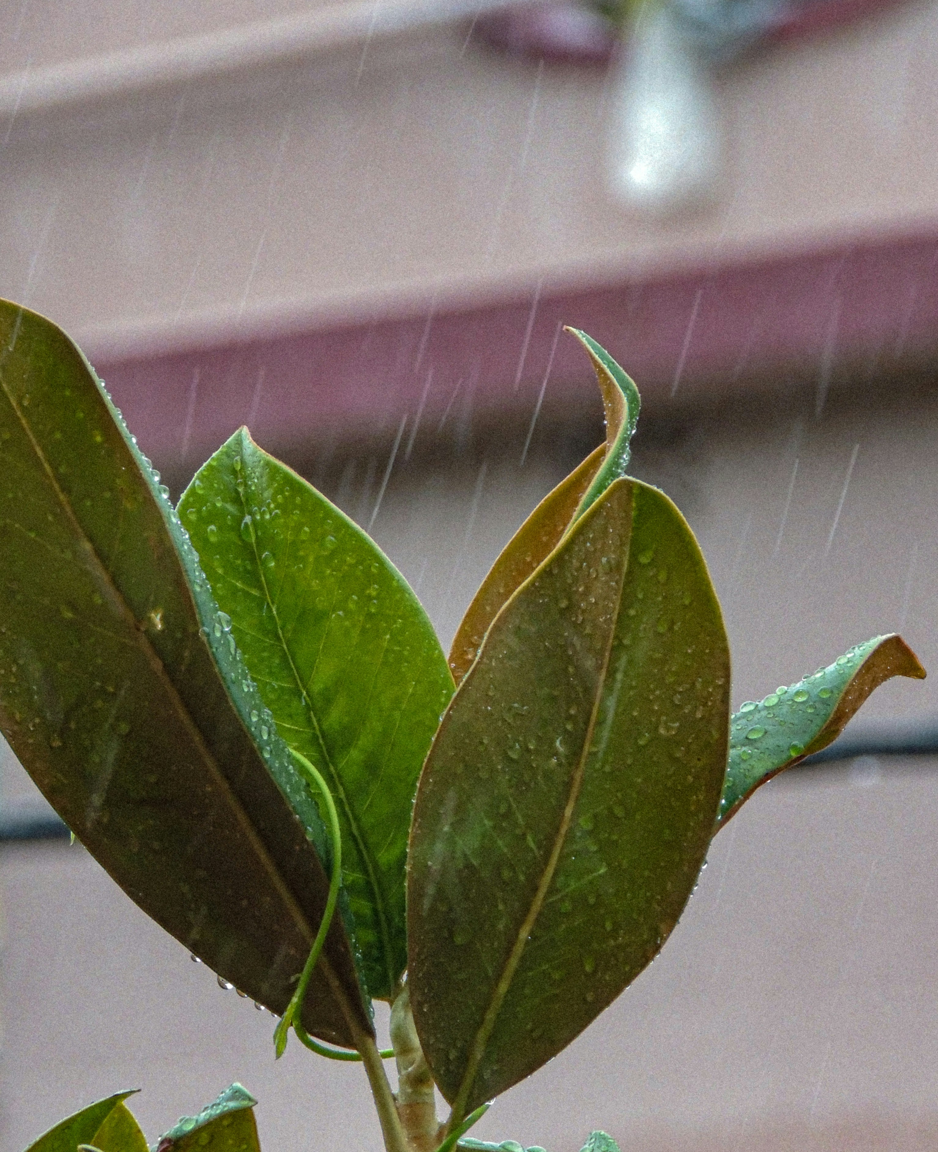 Rain-Glazed Leaves: Close-Up of Glossy Foliage Against a Blurred Porch Wall