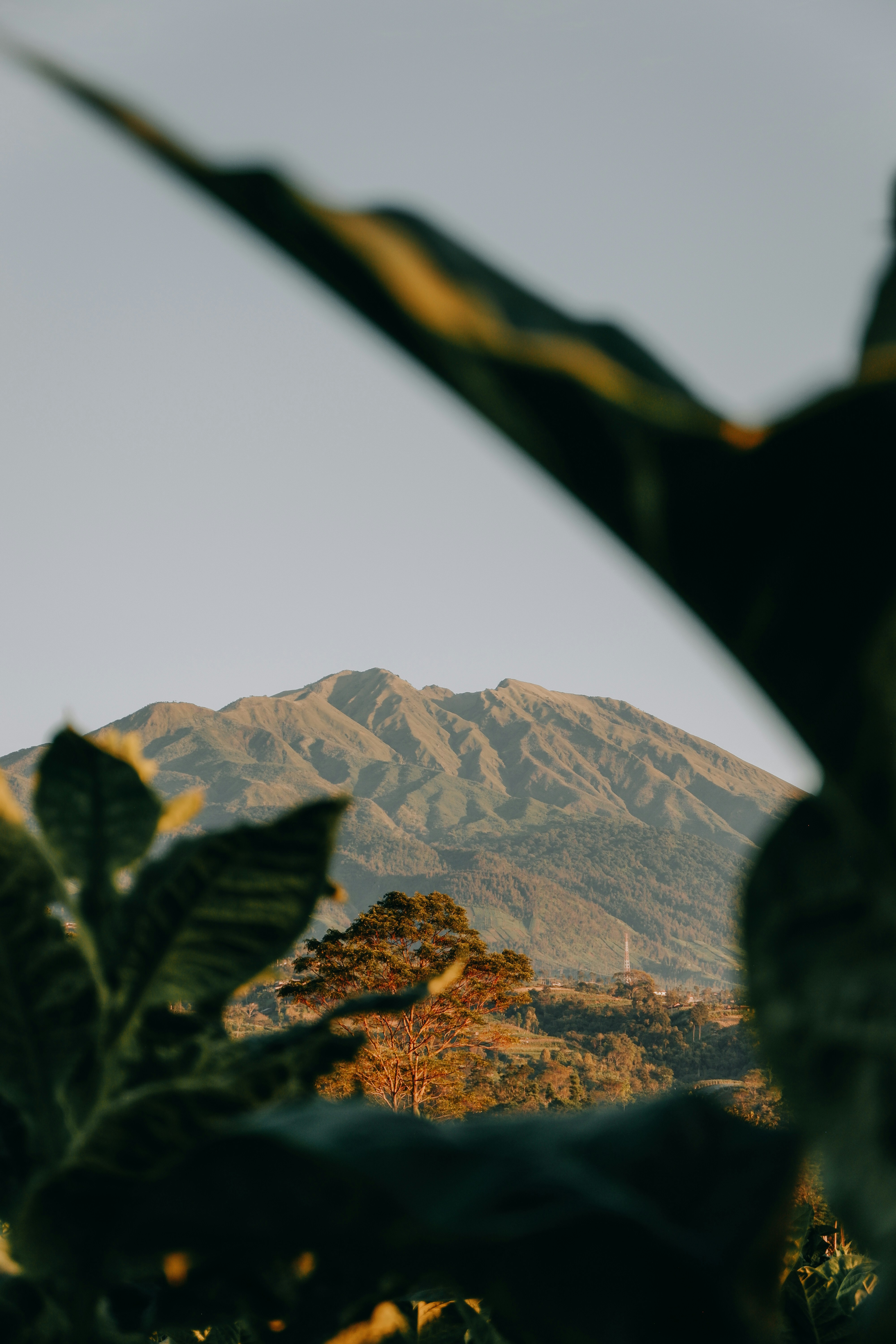 Sunlit Ridge Rising Behind a Veil of Leaves
