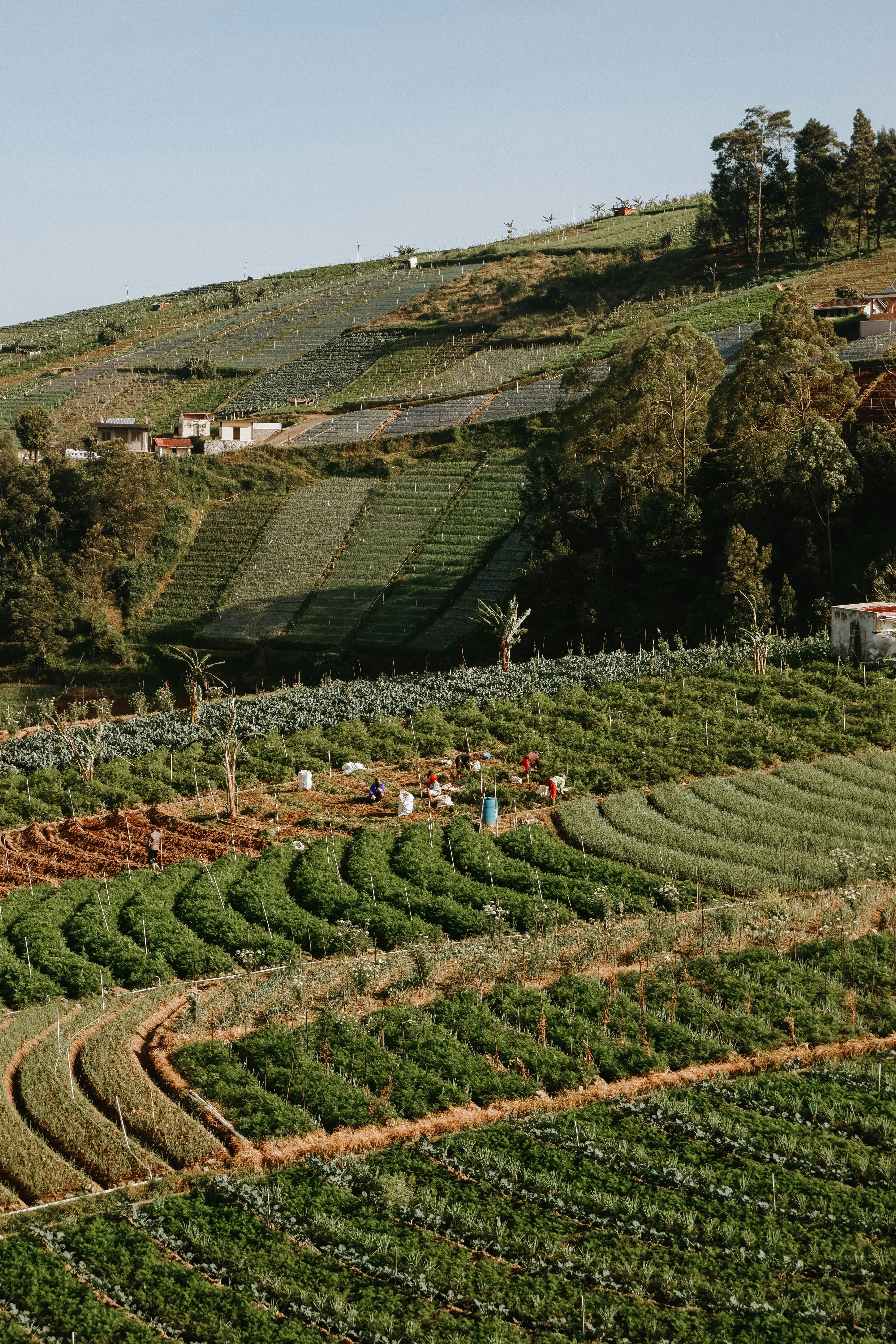 Sunlit Terraced Hillside: Farmers at Work Amid Curved Green Ridges