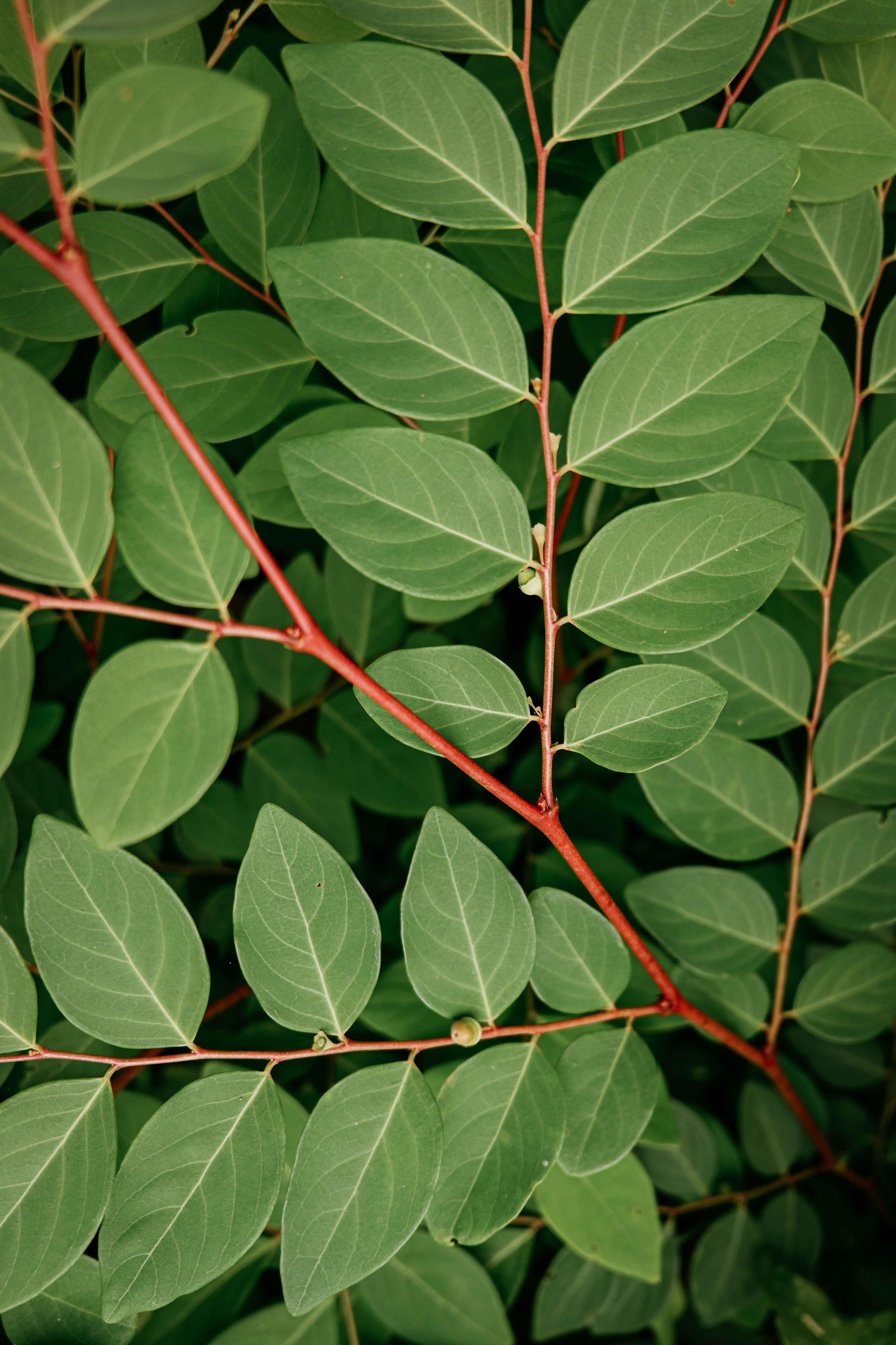Crimson Stems Weave Through Emerald Foliage: A Close-Up Botanical Study