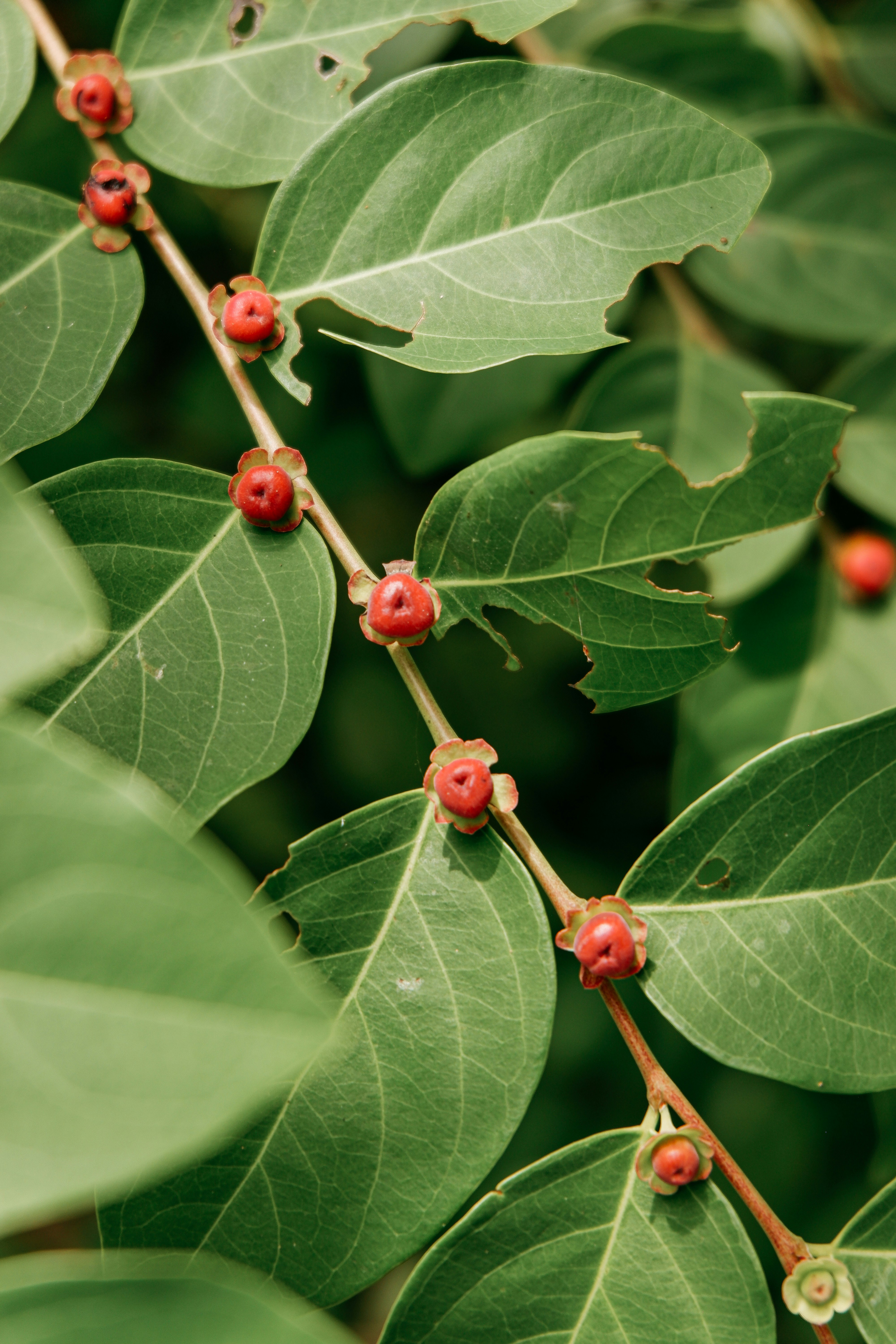 Close-up photograph of a slender branch with small red berries weaving through glossy green leaves.