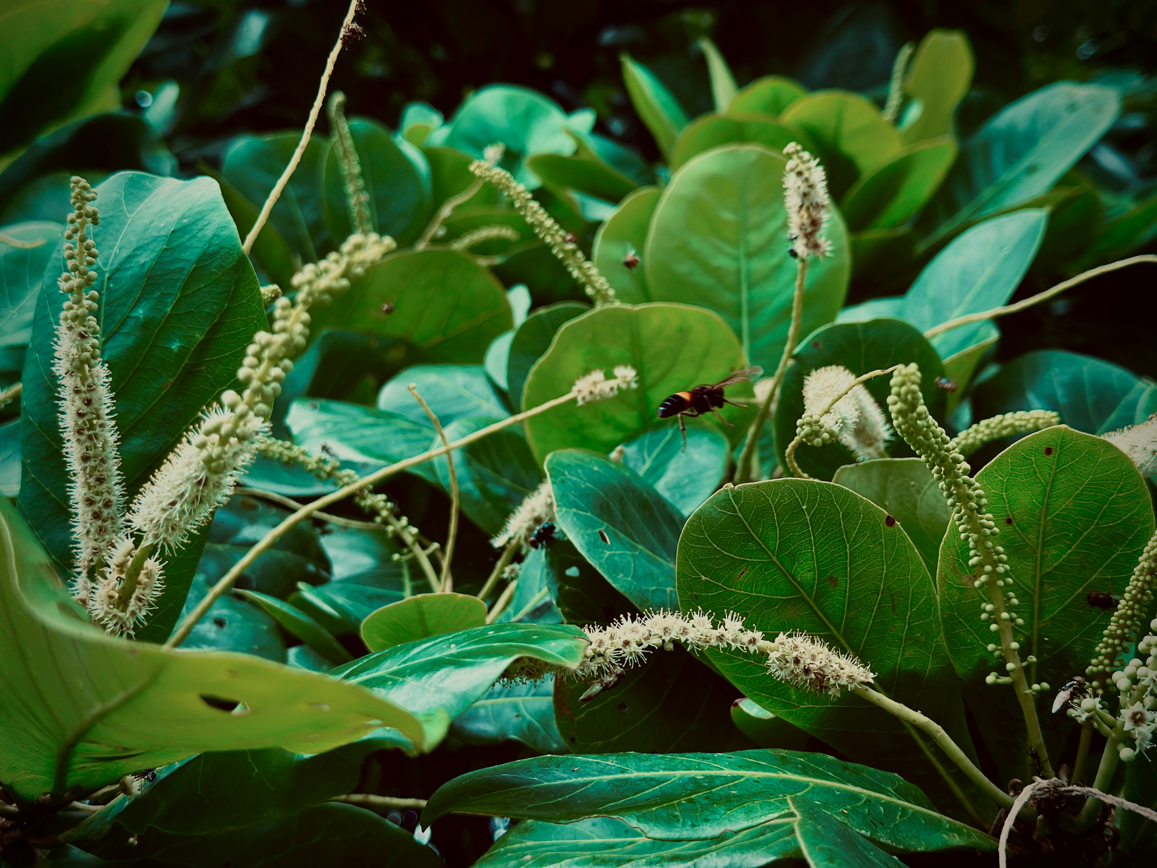 A close up of a plant with leaves and flowers photo – Free Green Image ...