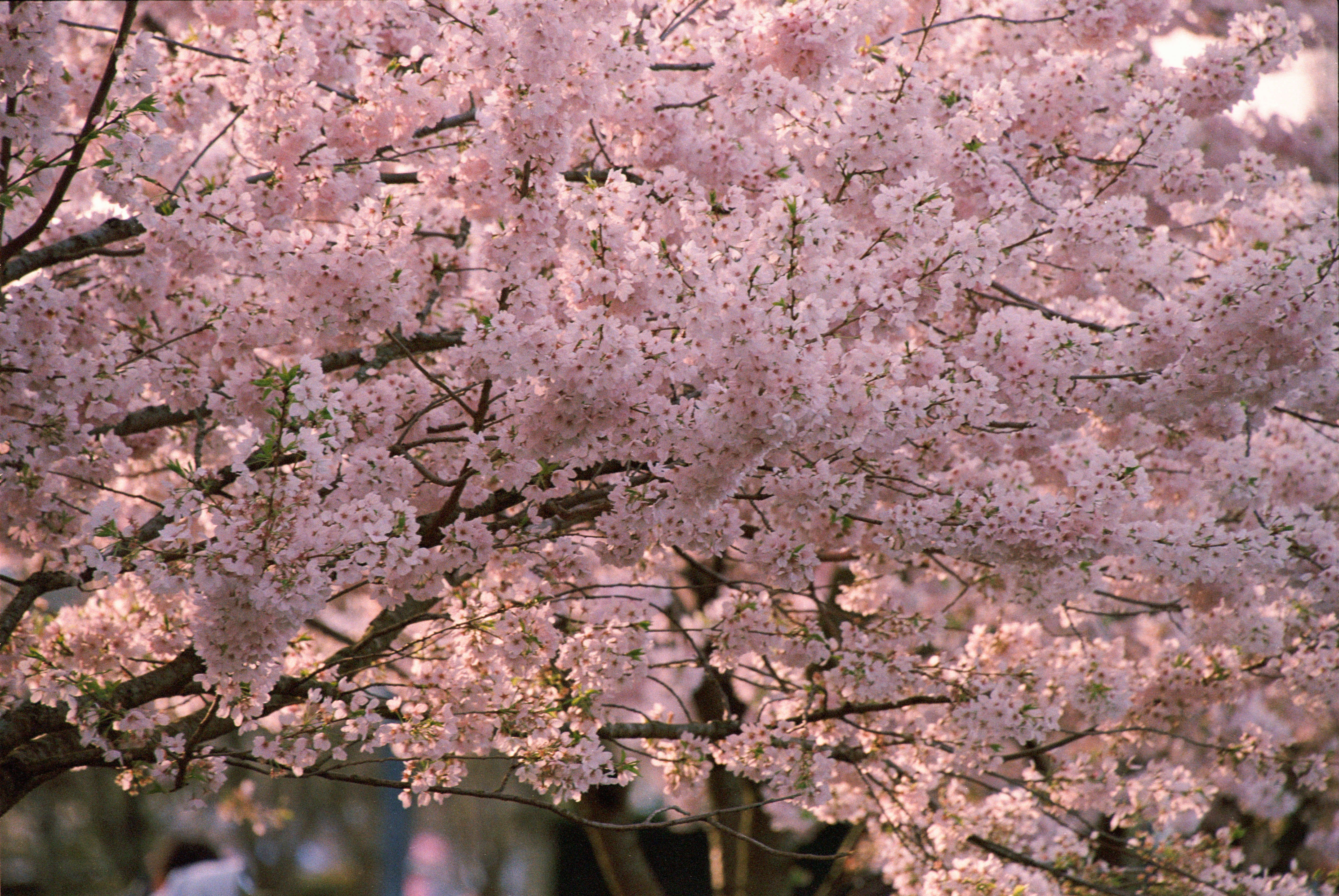 Photo by Atul Vinayak with Plustek OpticFilm 8100