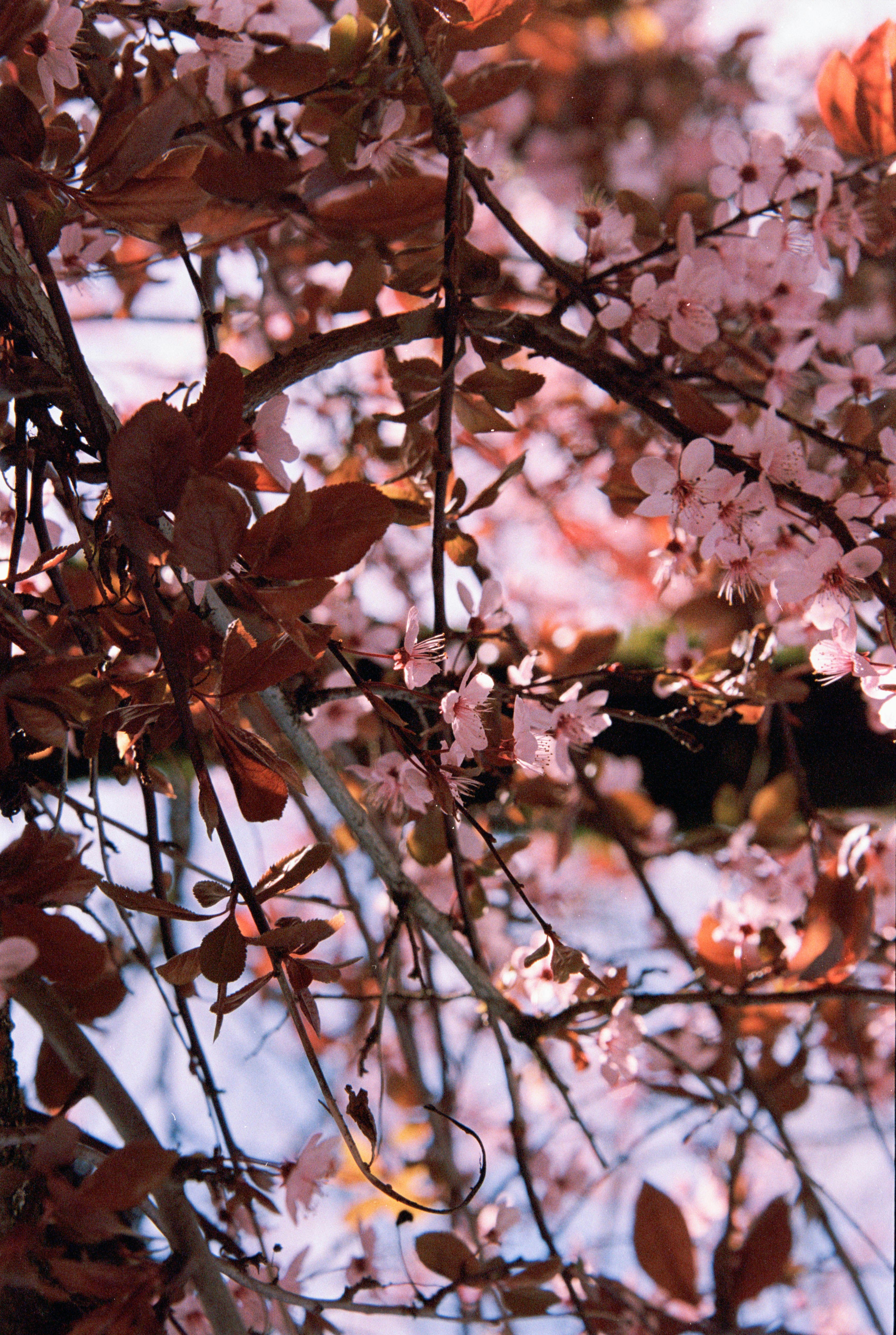 Close-up photograph of pink cherry blossoms on dark, intertwining branches with a soft bokeh background.
