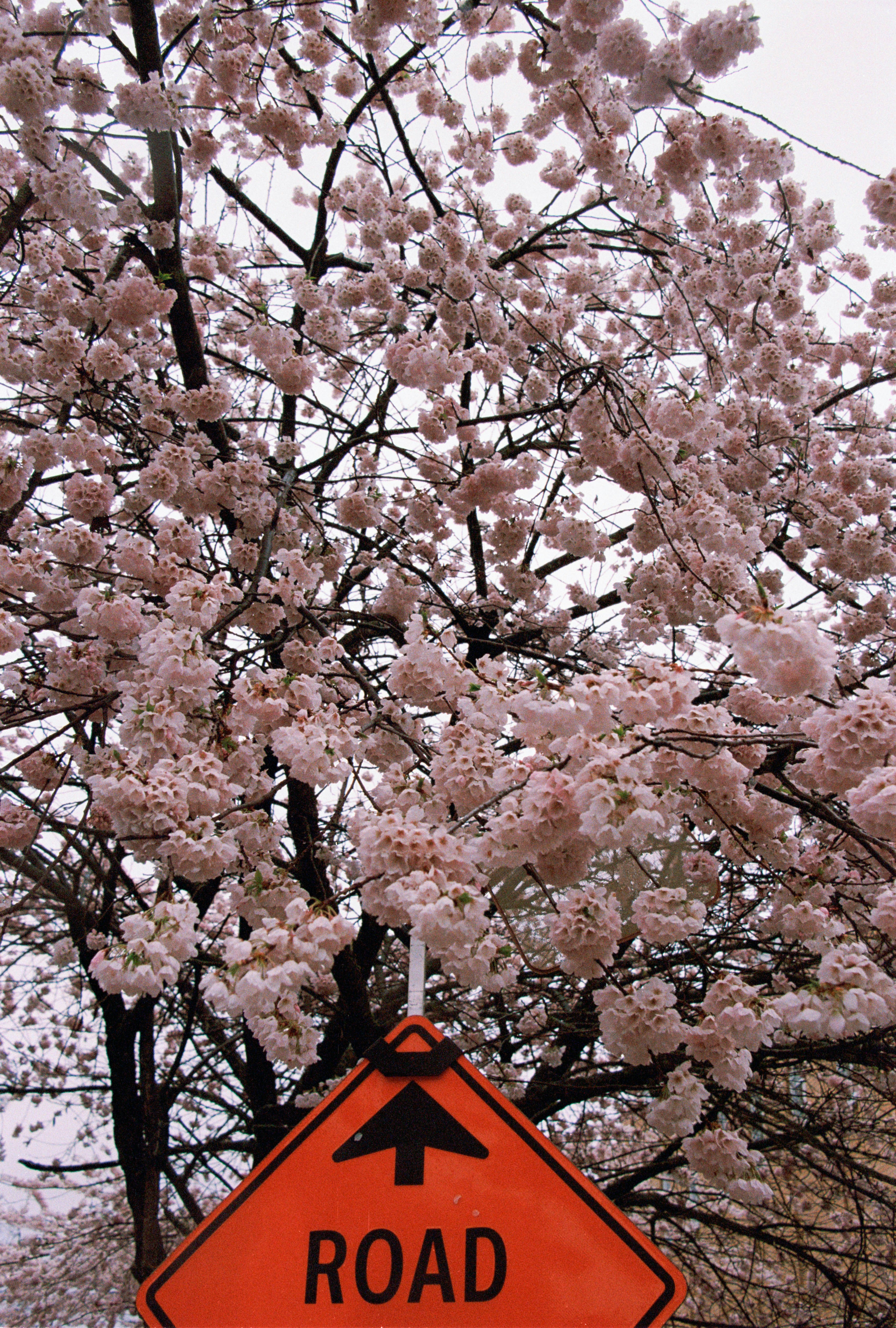 Blossoms over the Orange Road Sign