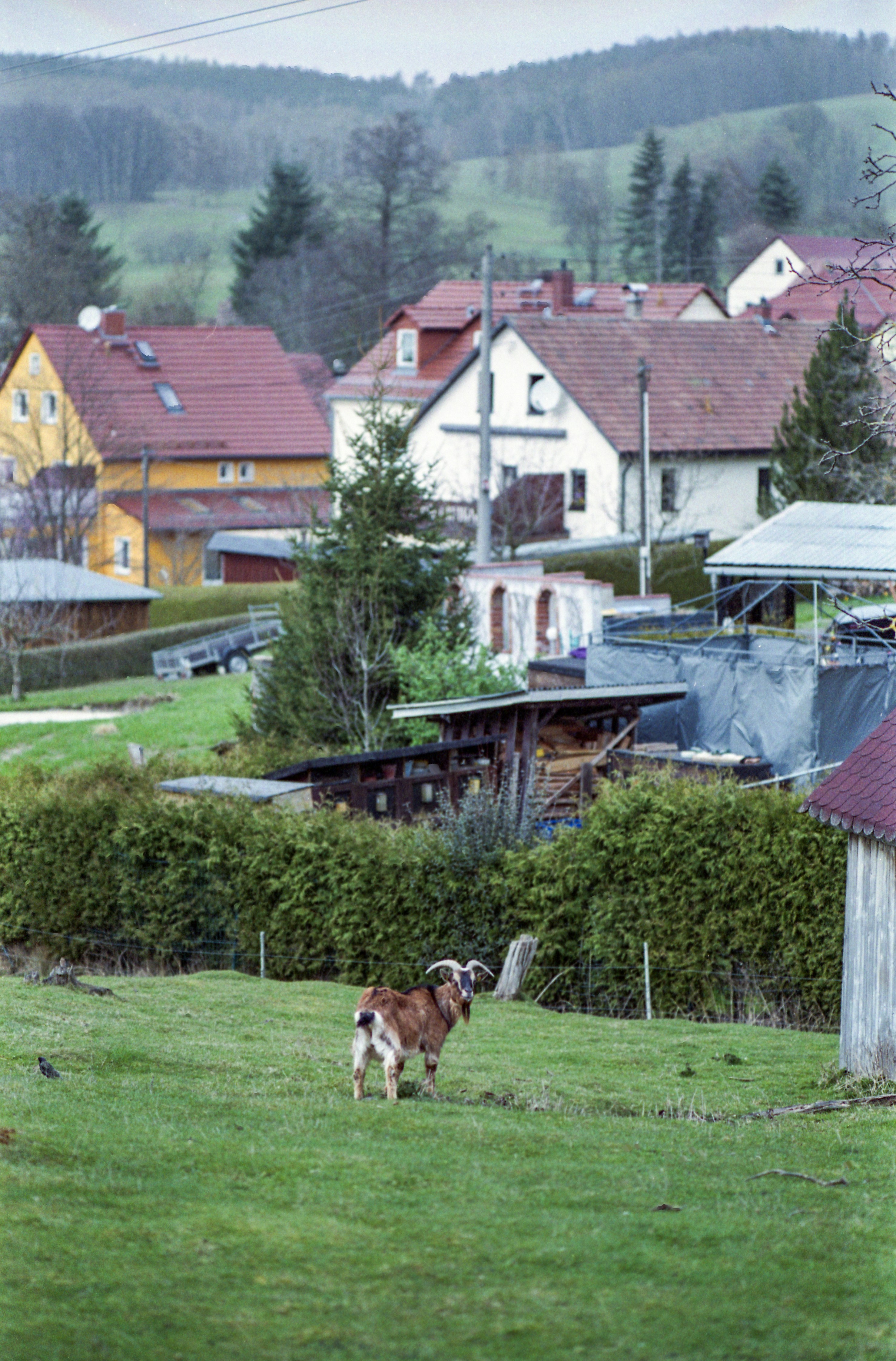 Meadow Sentinel: A Lone Cow Framing a Quiet Village