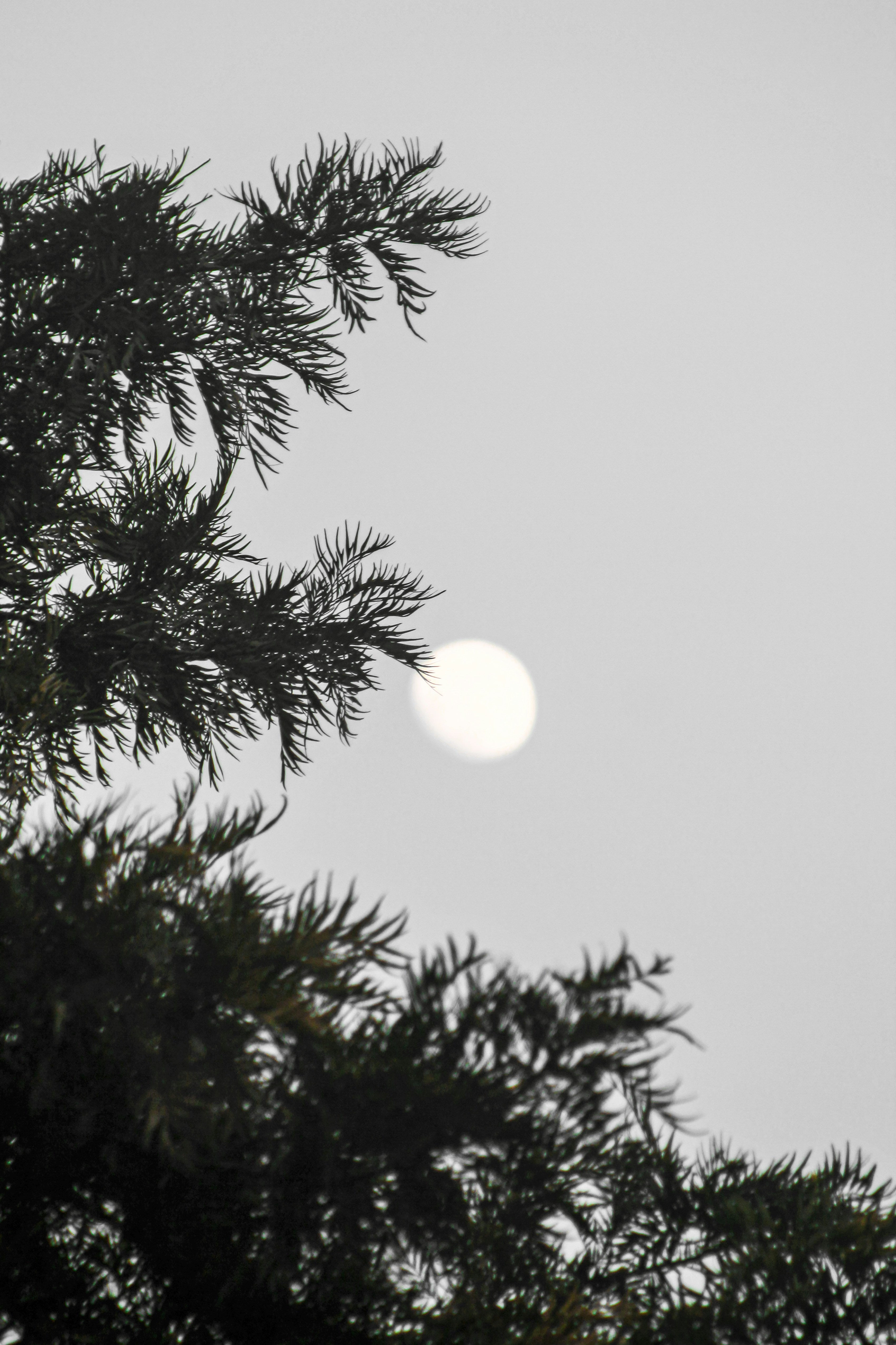 Whispers of the Moon Through the PinesMilin John