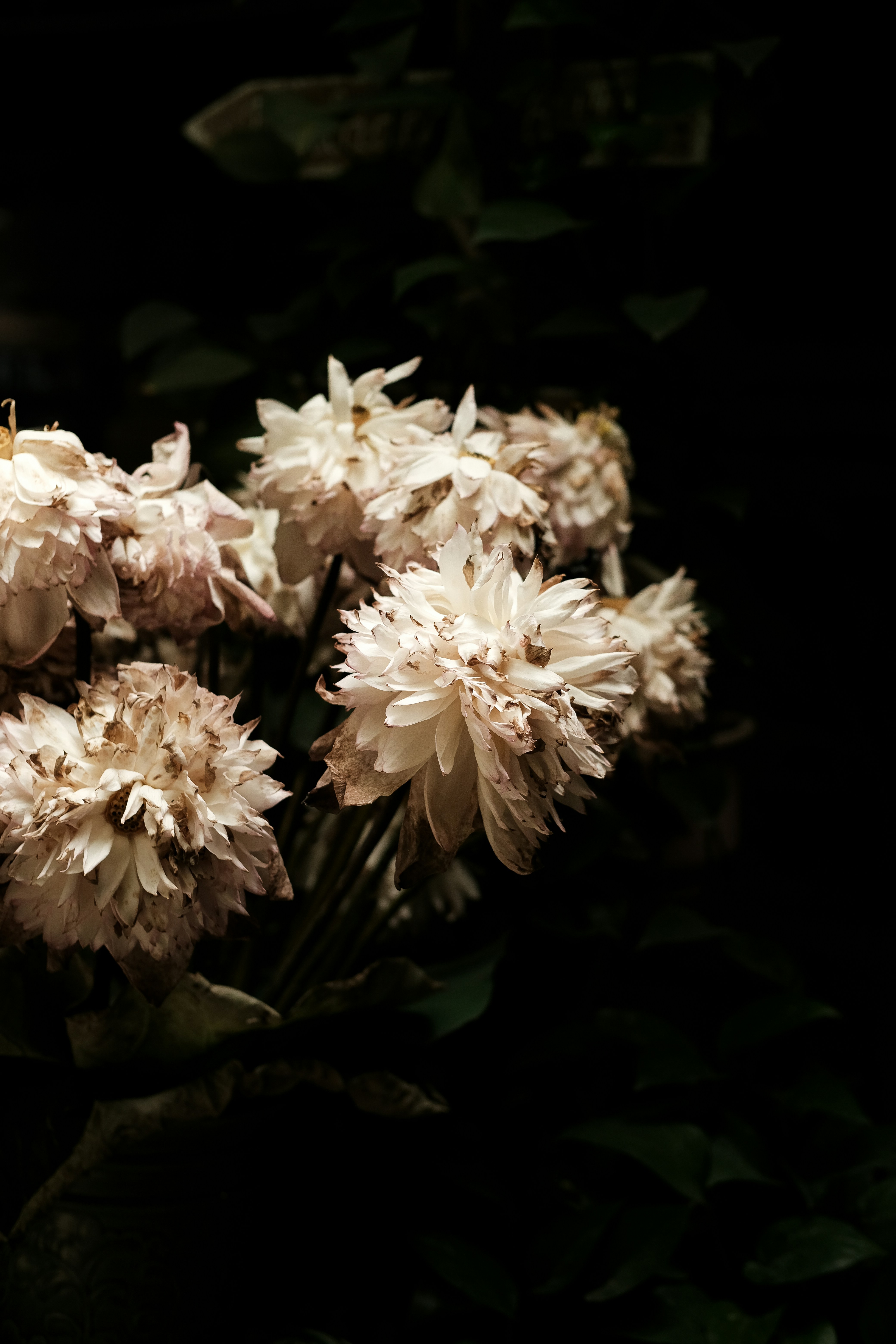 Moonlit Dahlias: Cream Clusters in a Velvet Shadow