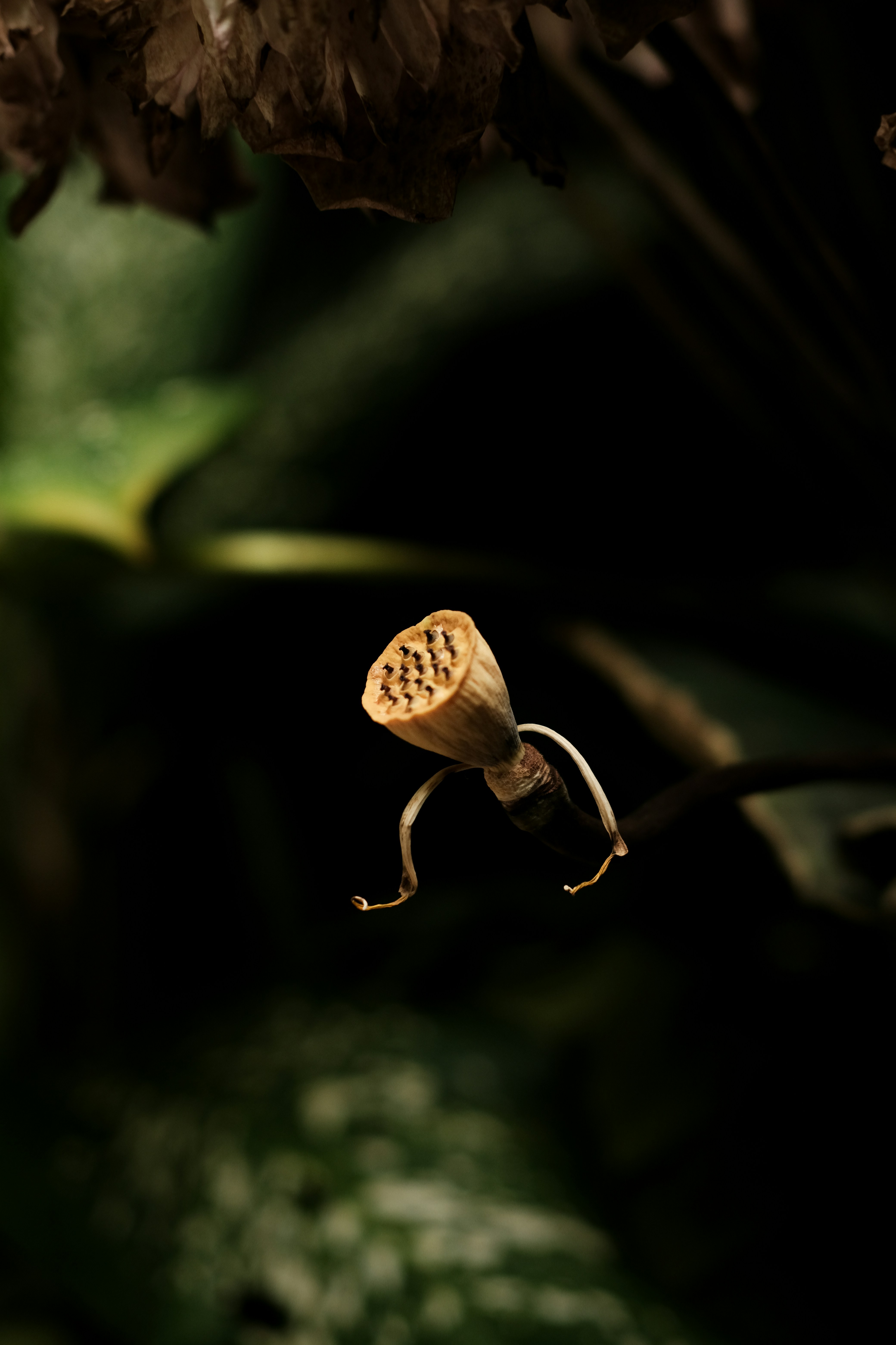 Withered Seed Pod in a Velvet Forest Niche