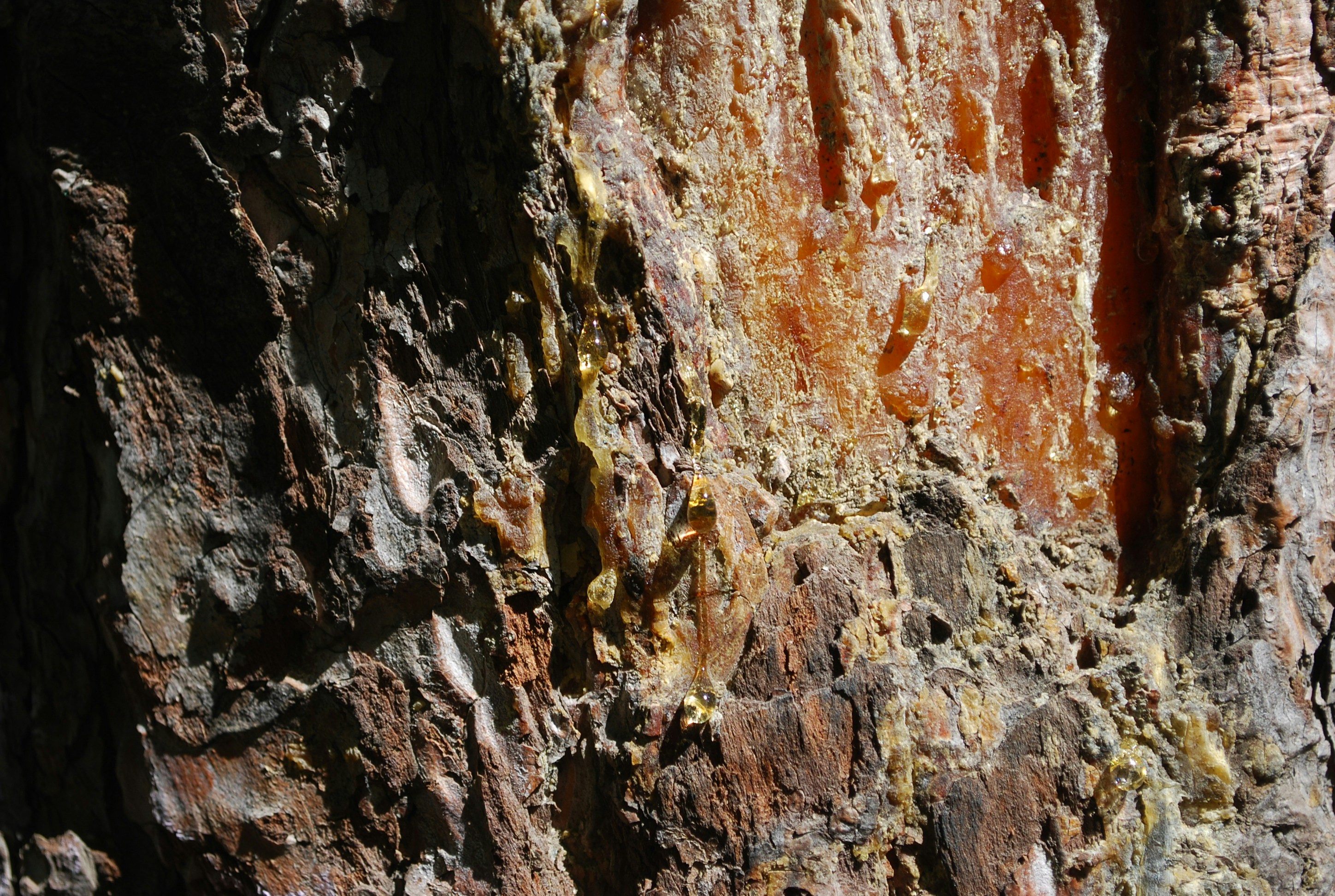 Plant (tree) resin on a bark