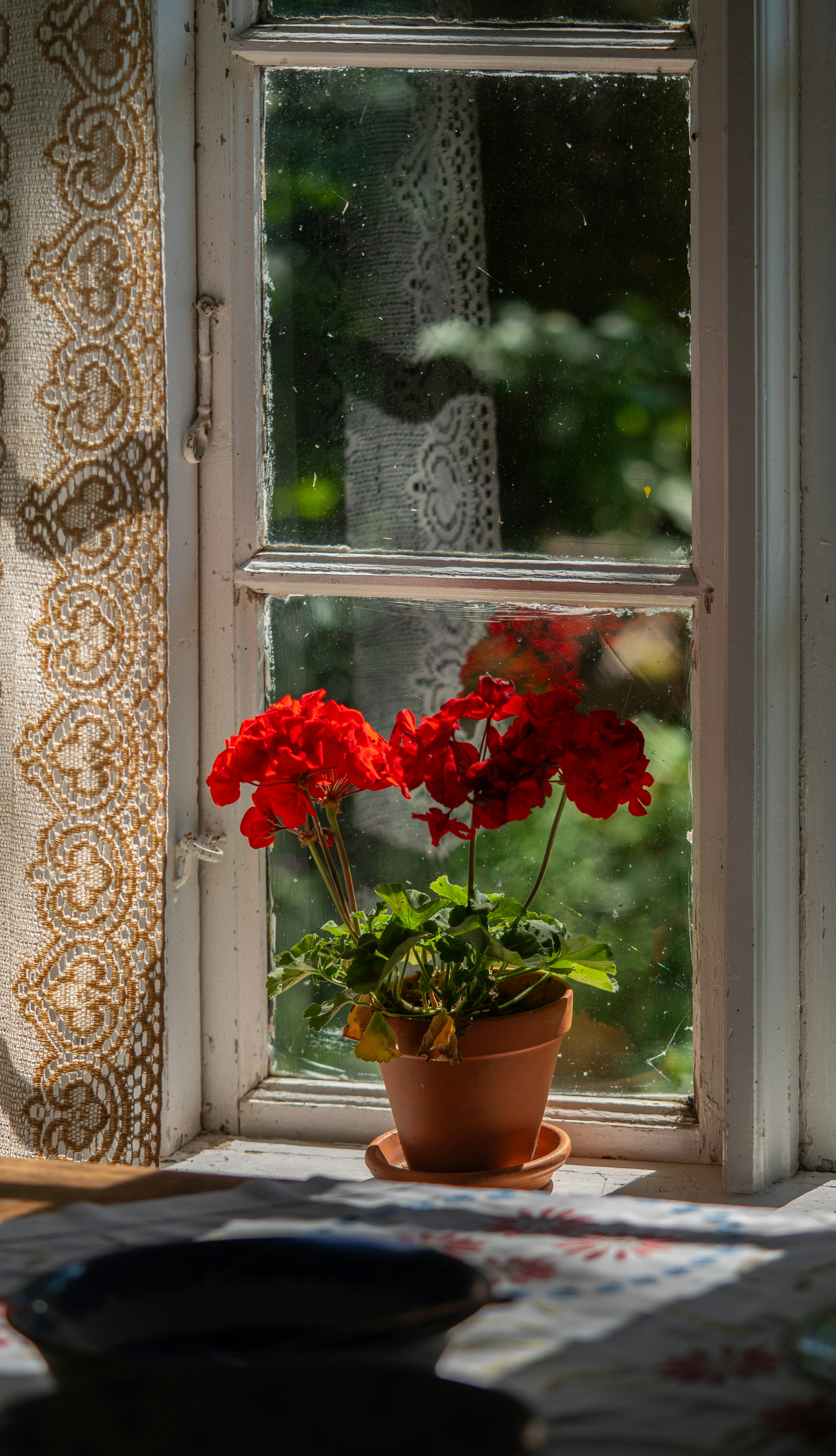 Sunlit Geraniums Framed by Lace on a Quiet Window