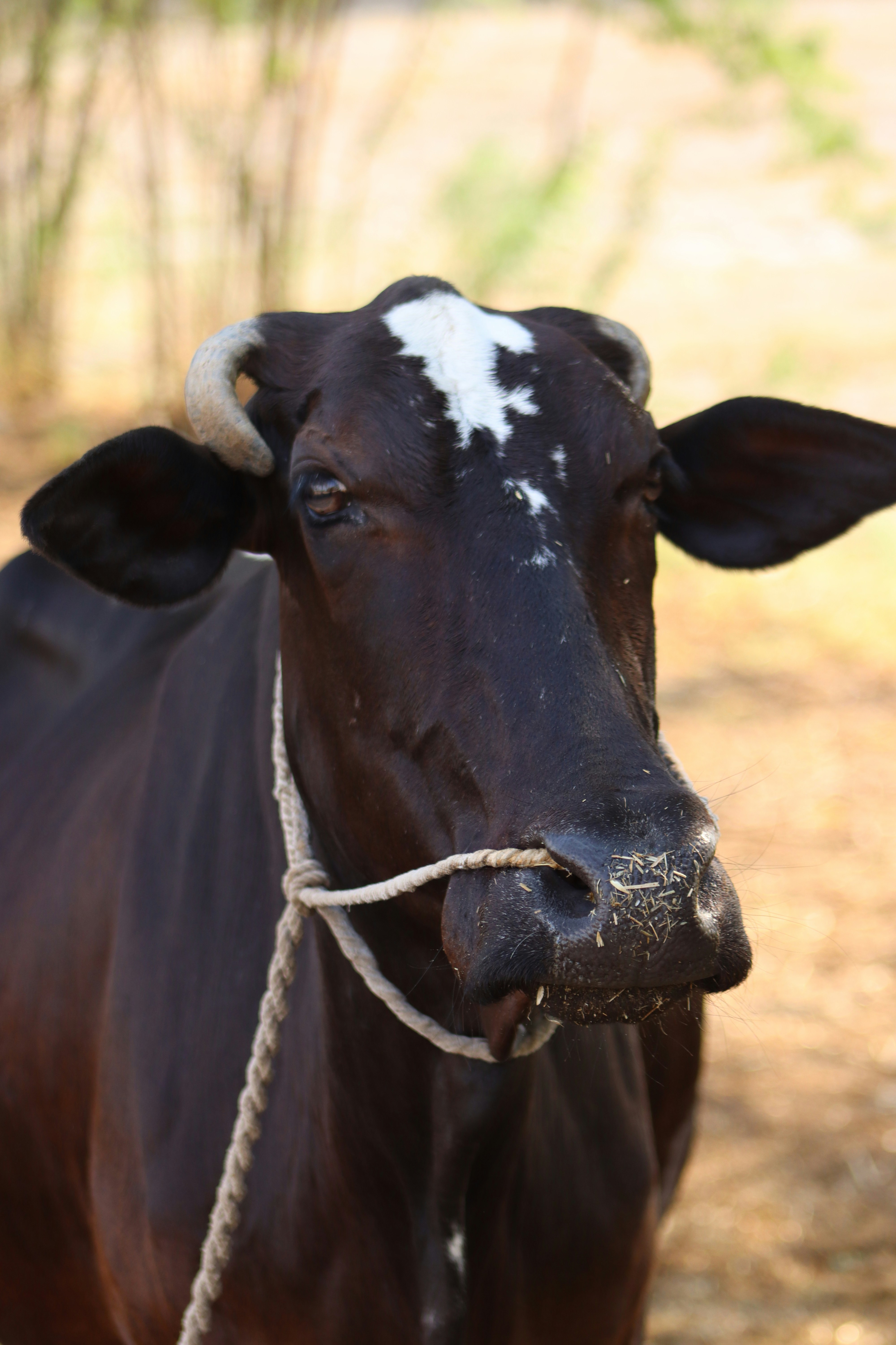 Haltered Focus: Dark Cow under Warm Dappled Light