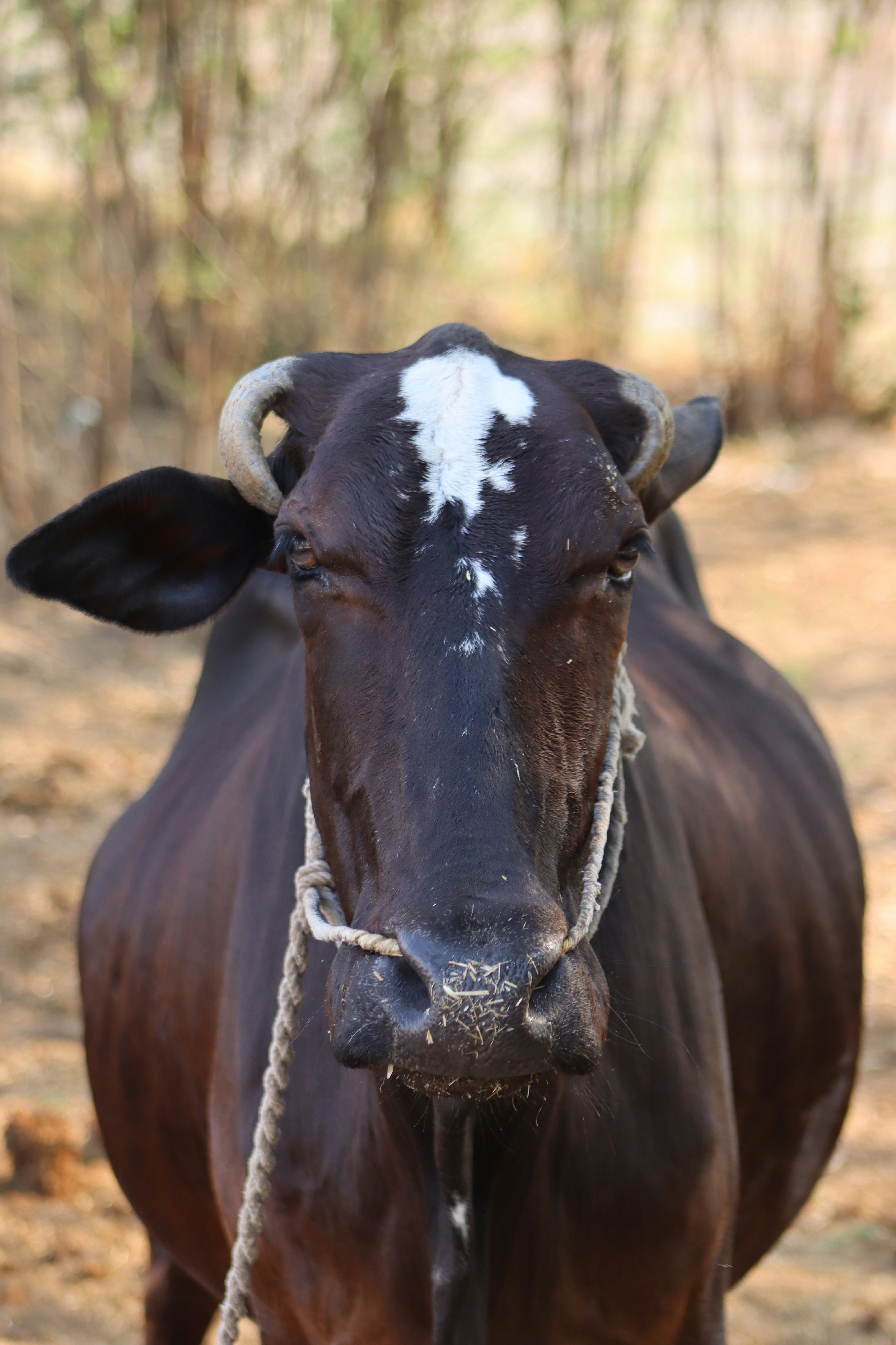 Centered gaze: a close-up of a calm dairy cow in a sunlit pen
