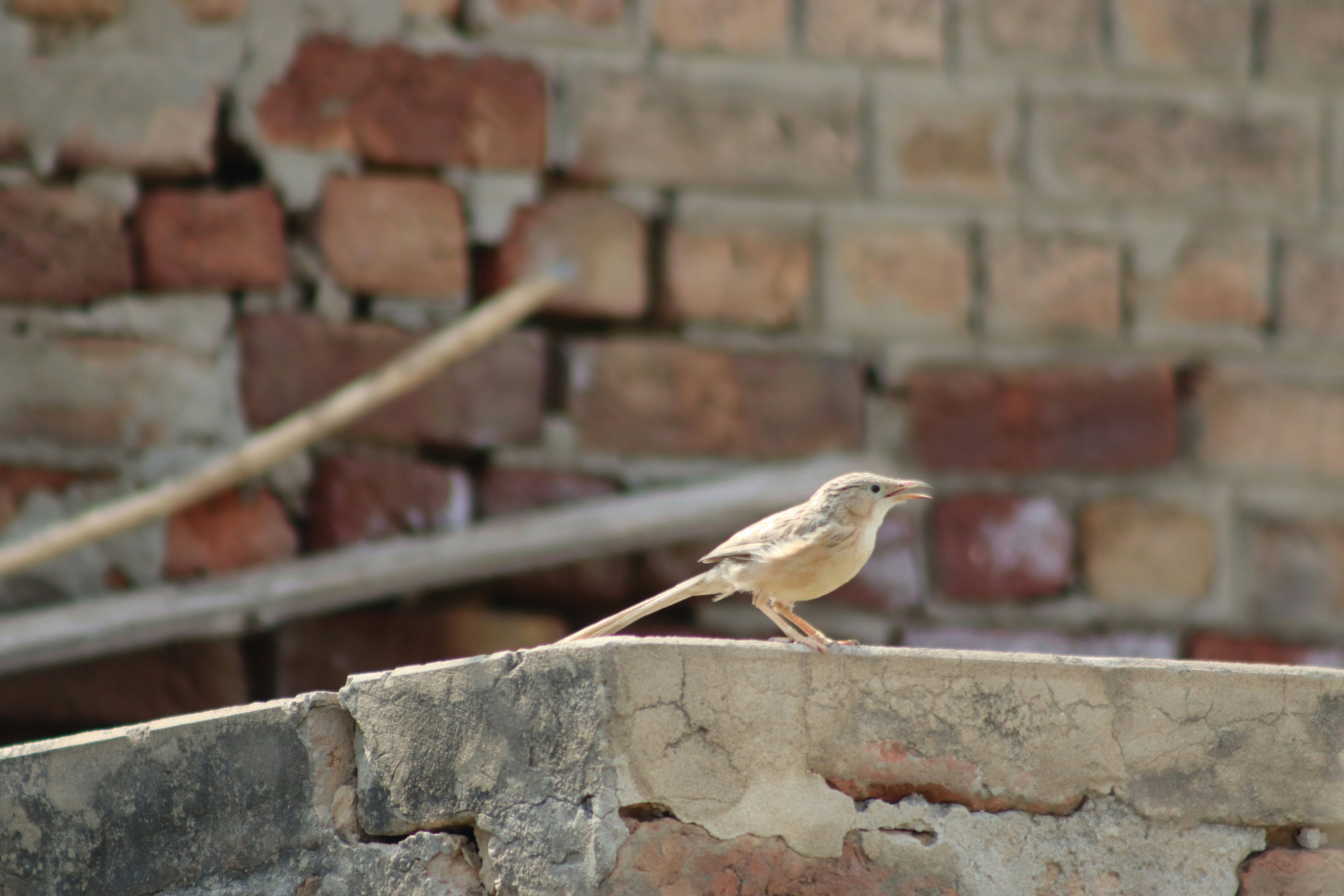 Urban Solitude: A Tiny Bird Perched on a Weathered Brick Ledge