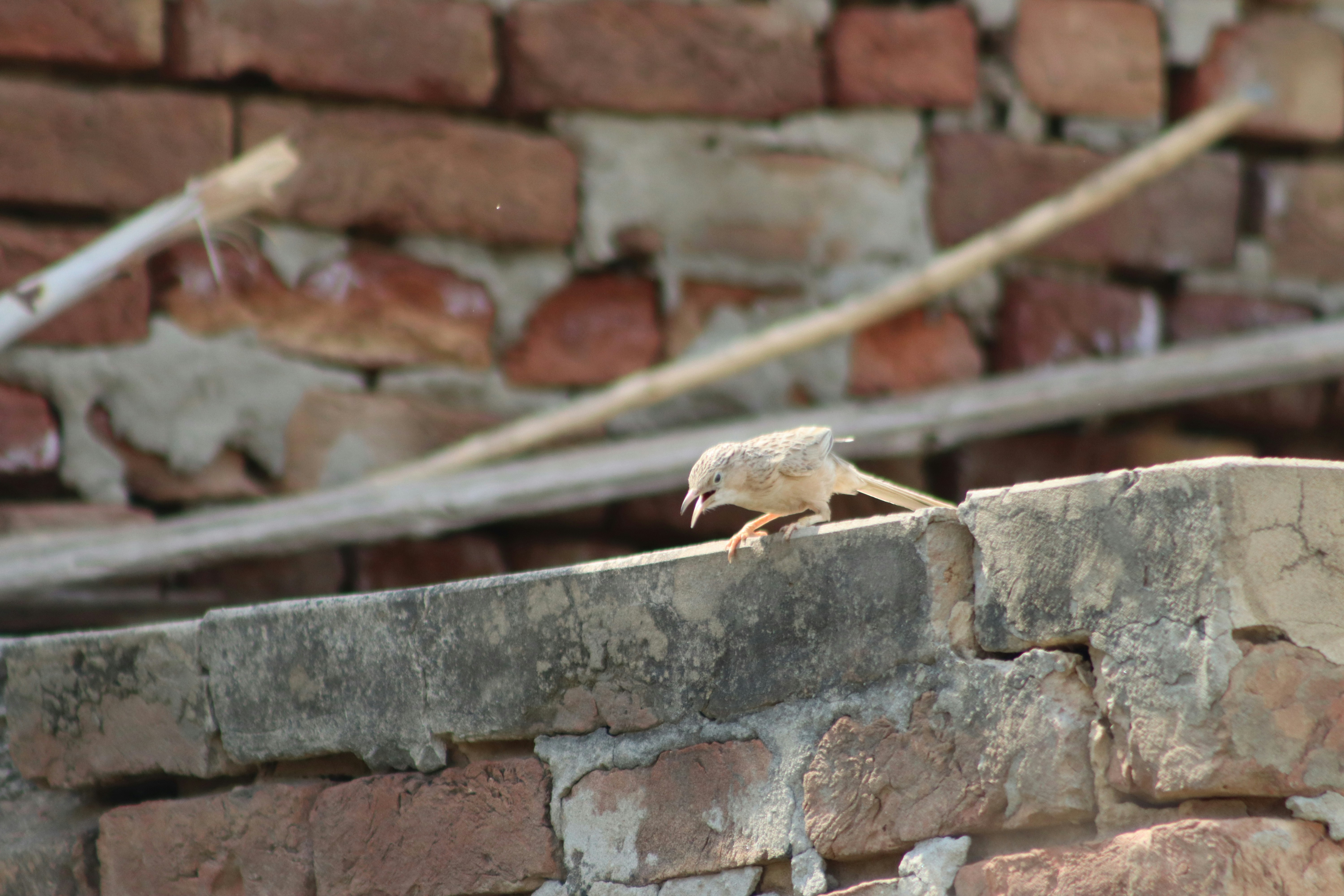 A small bird sitting on top of a brick wall