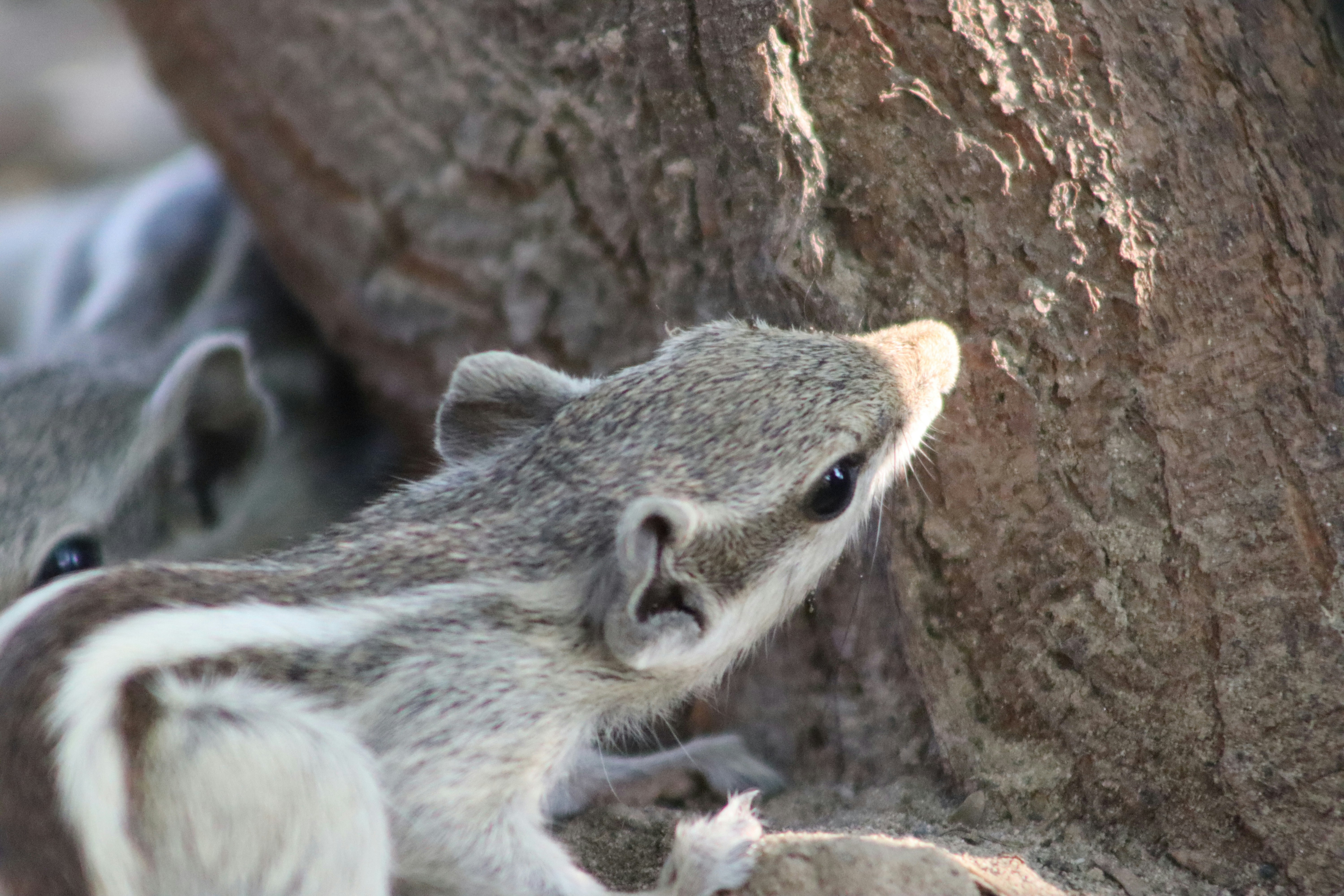 Curious Squirrel at the Base of a Rugged Tree Trunk