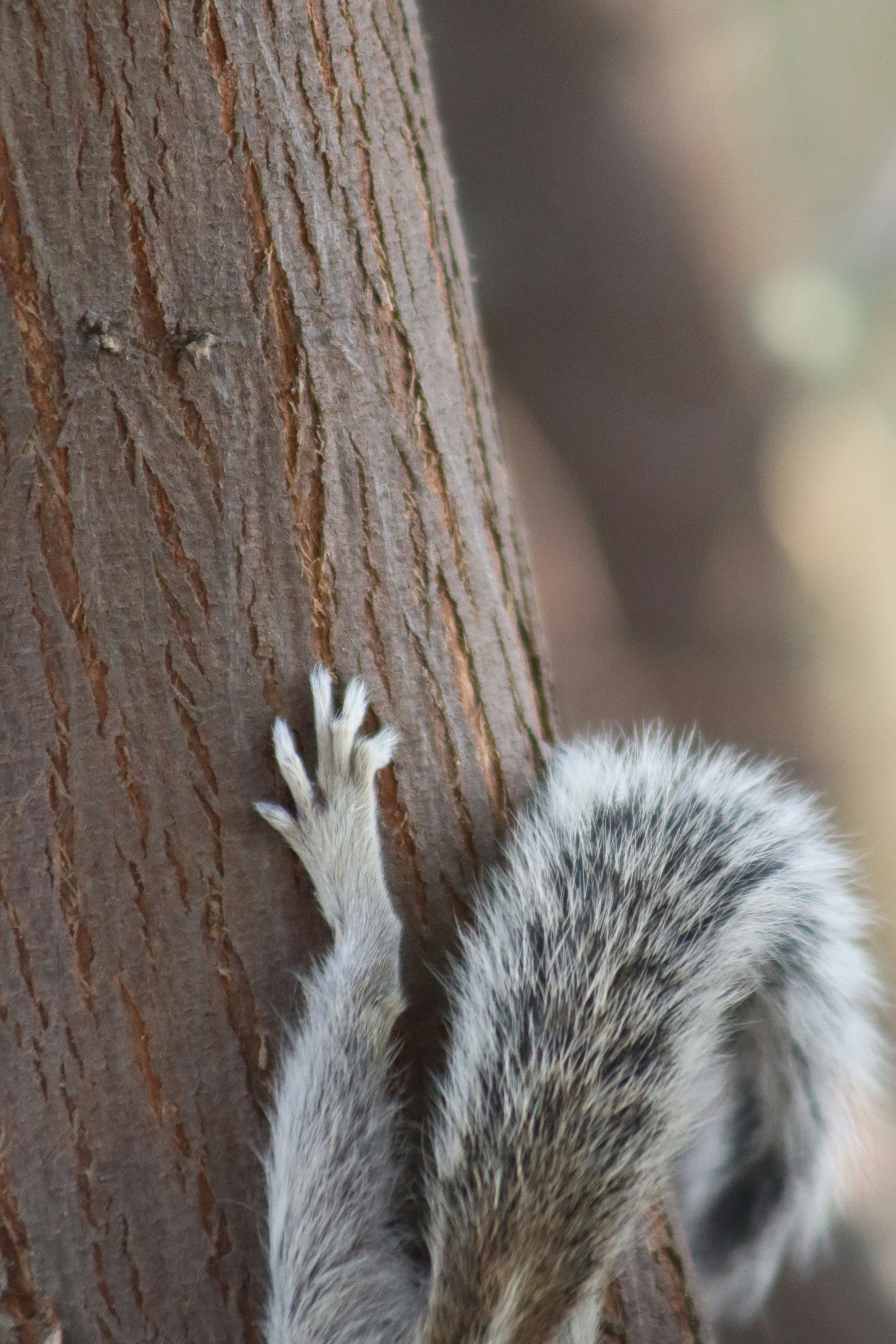 Clinging to Bark: A Gray Squirrel's Quiet Ascent