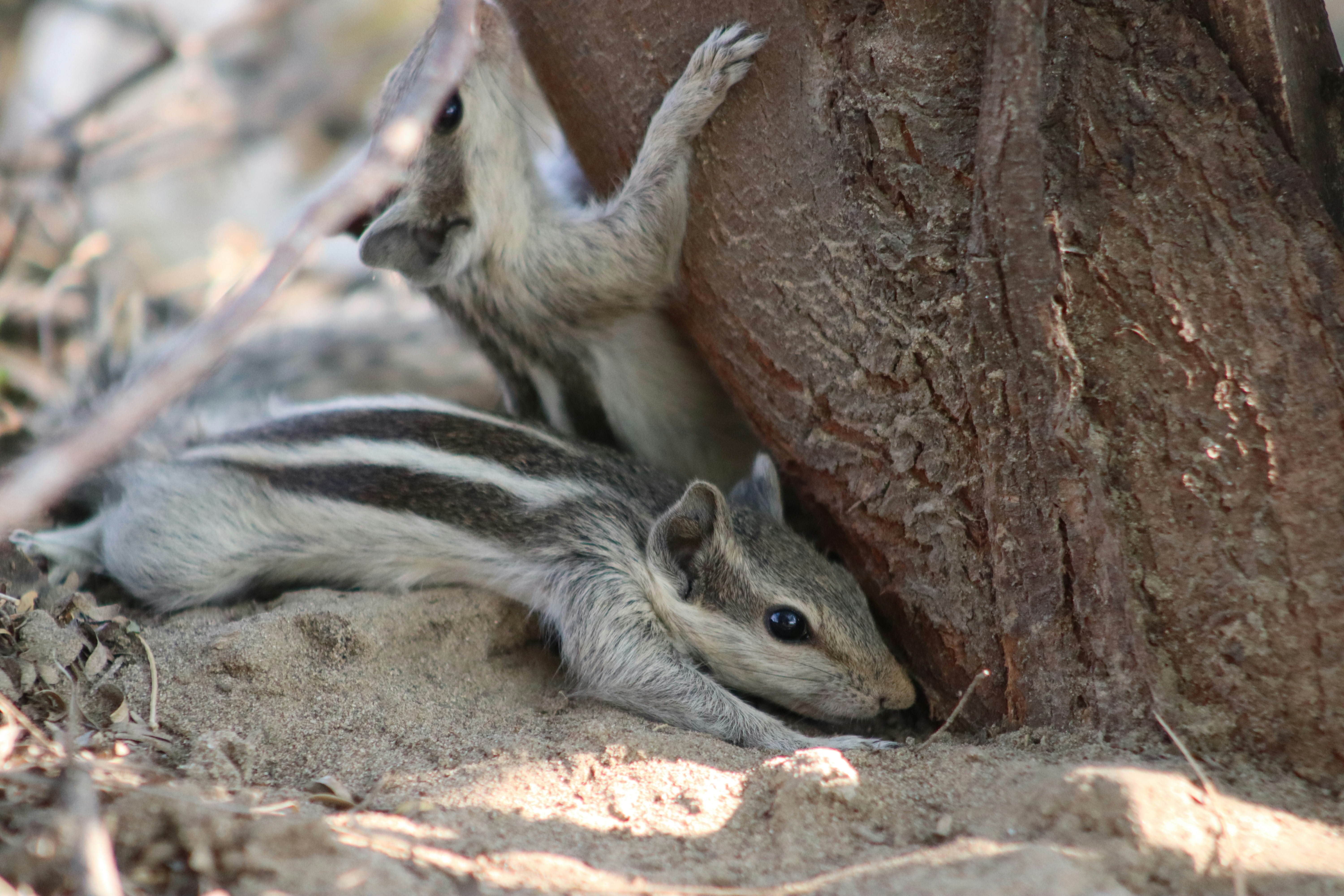 A chipper chipping on the side of a tree photo – Free Animal Image on ...