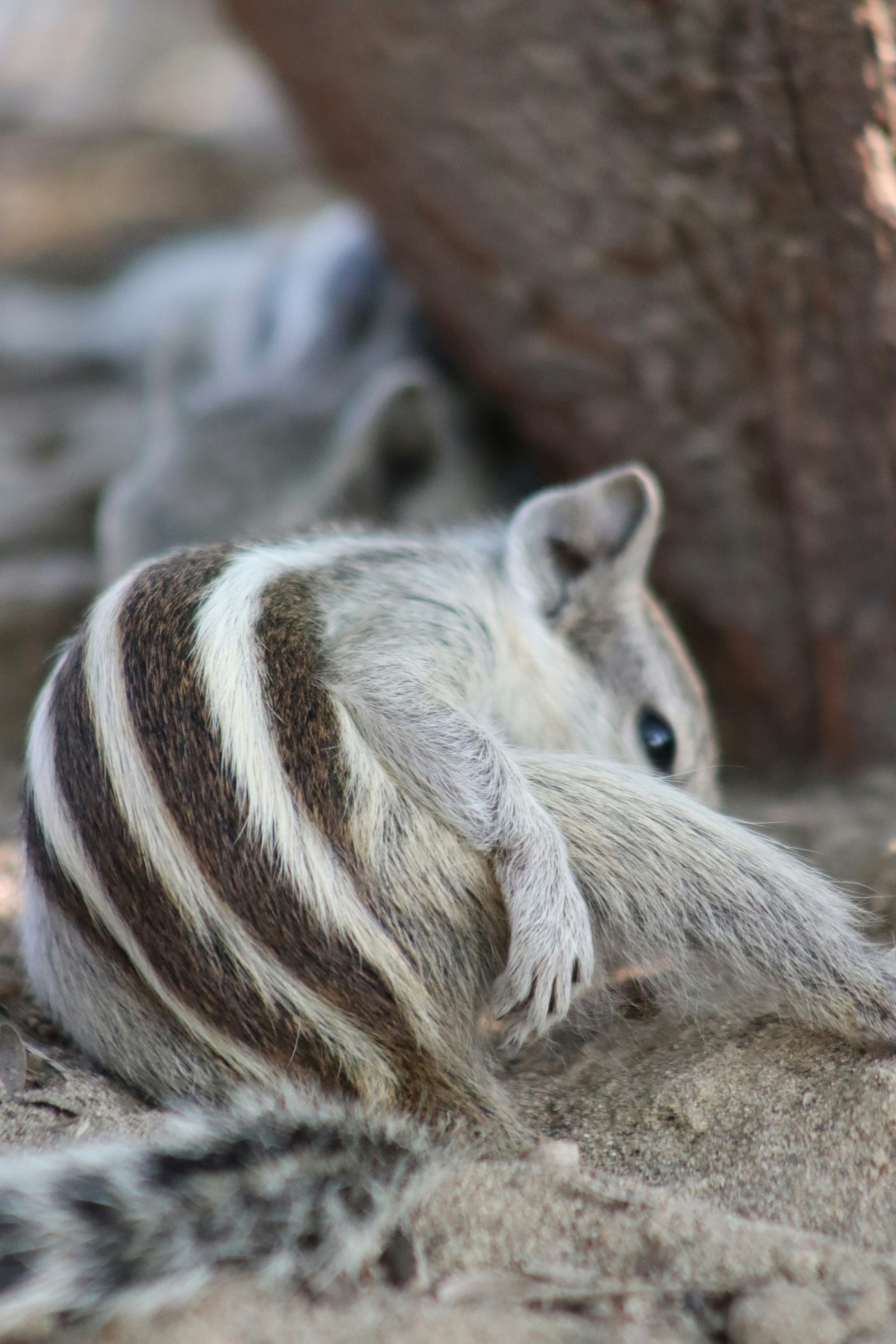 A close up of a small animal laying on the ground photo – Free Animal ...