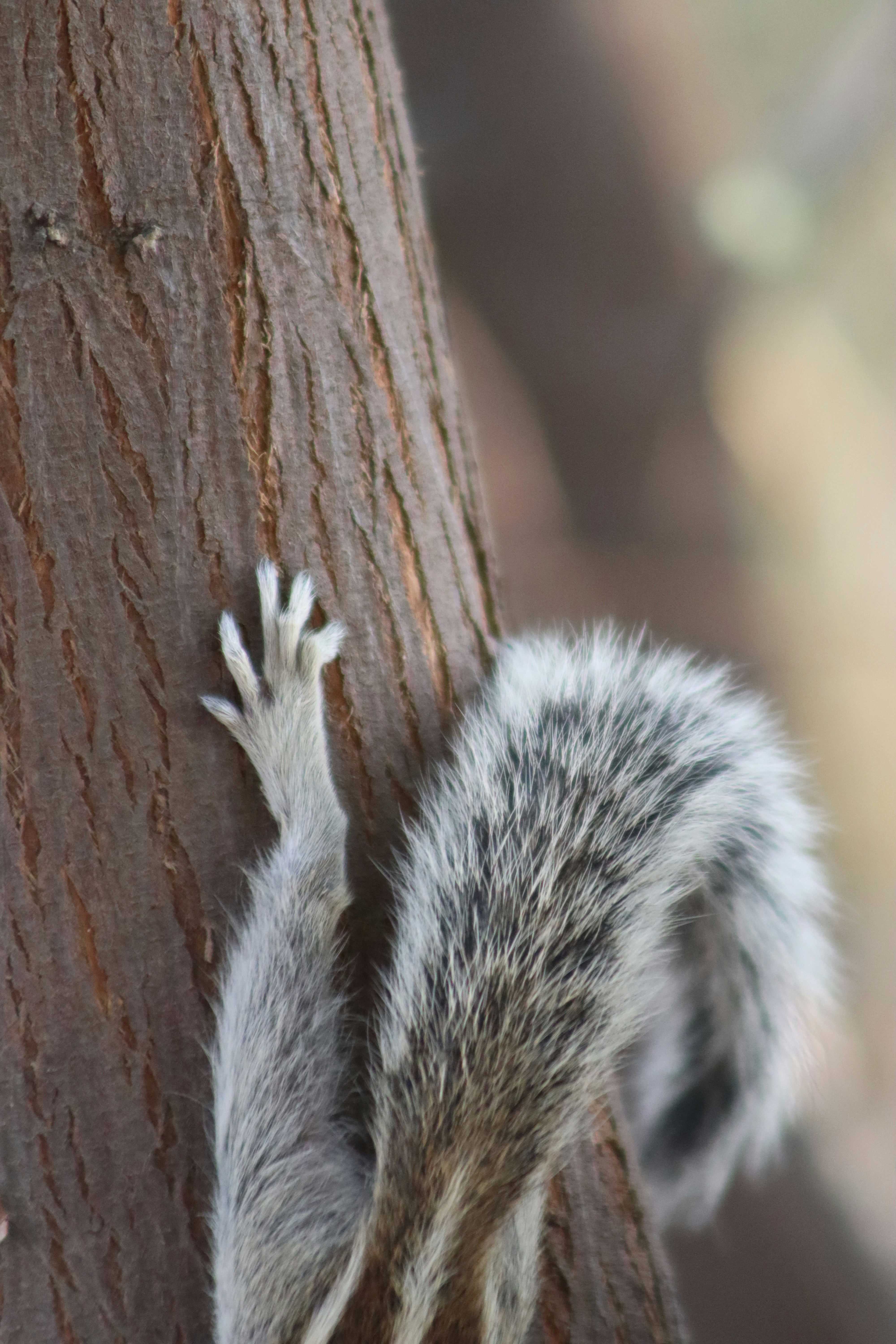 A Striped Tail Clings to Bark: Forest Portrait