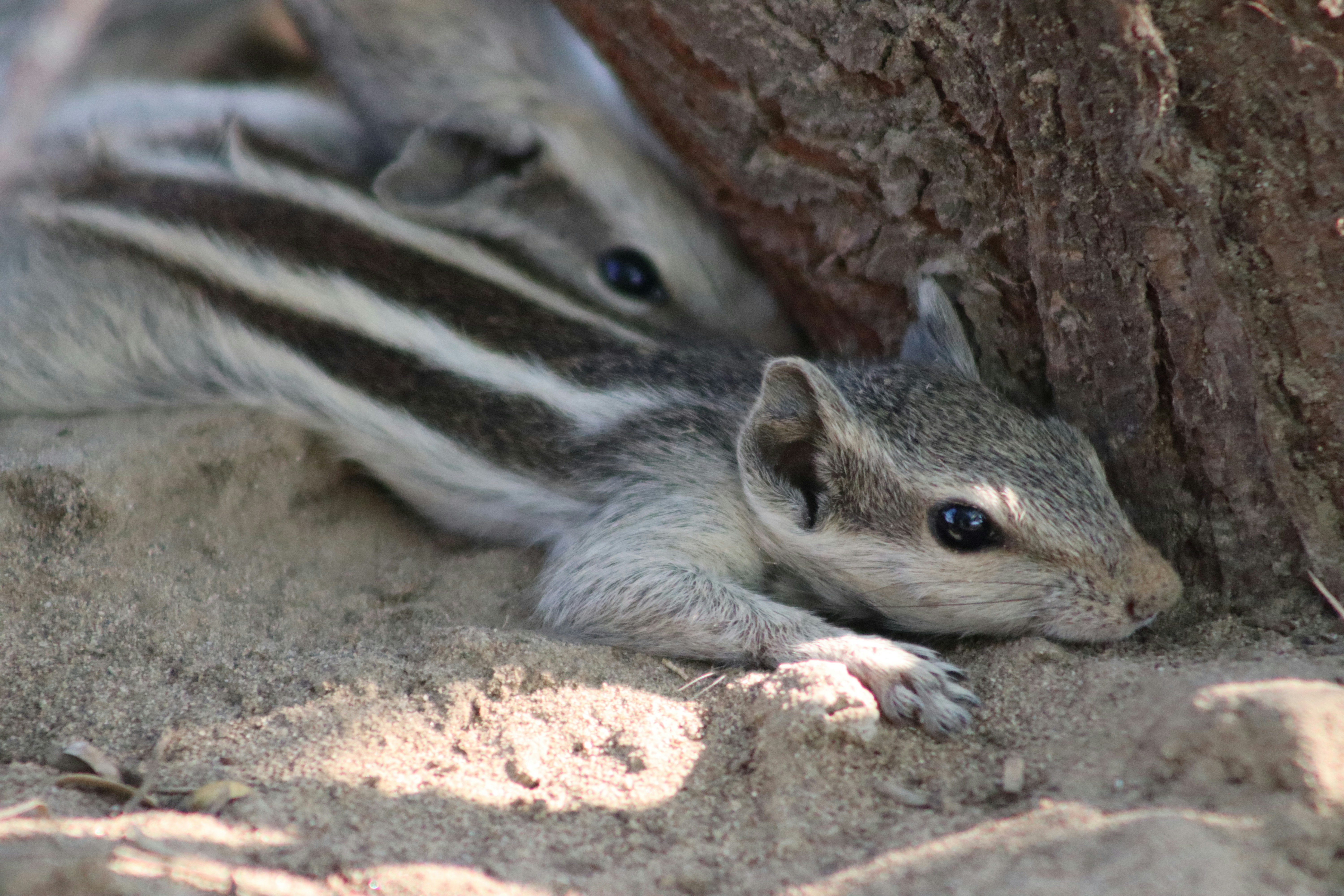 A small animal is laying under a tree photo – Free Animal Image on Unsplash