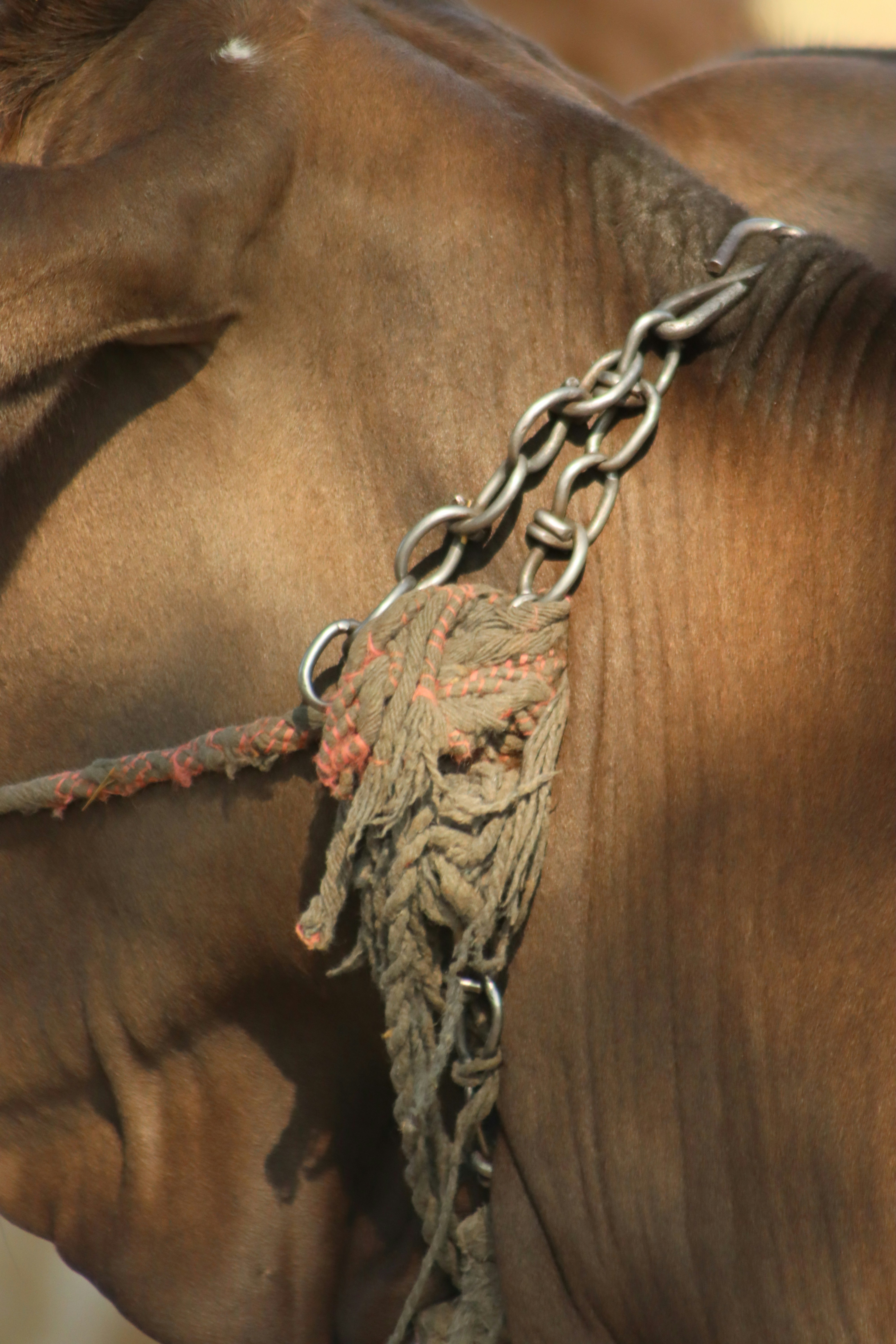 Sunlit Tether: Frayed Rope and Steel Chain Framing a Chestnut's Neck