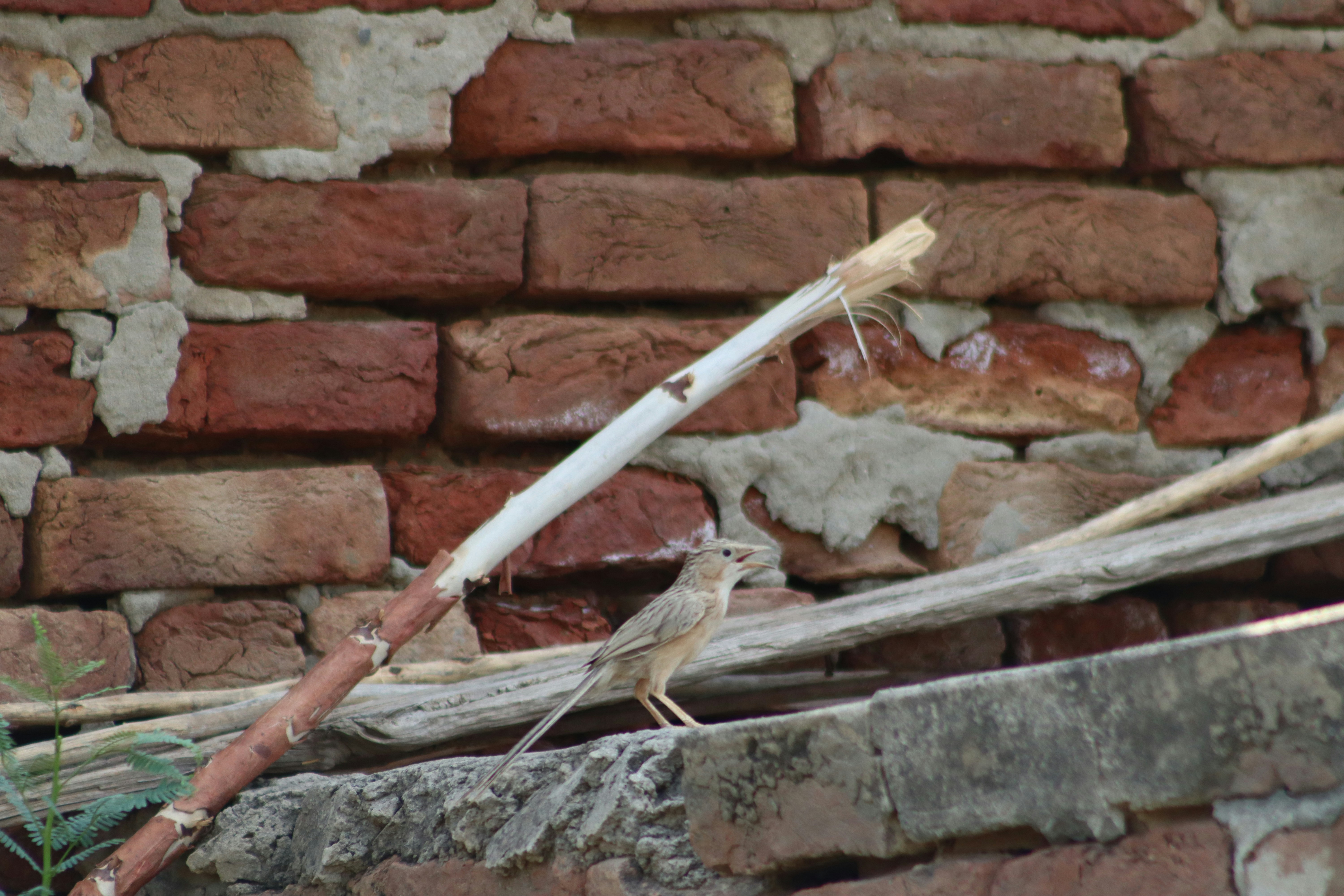 Perched Duet on Driftwood Before a Weathered Brick Wall