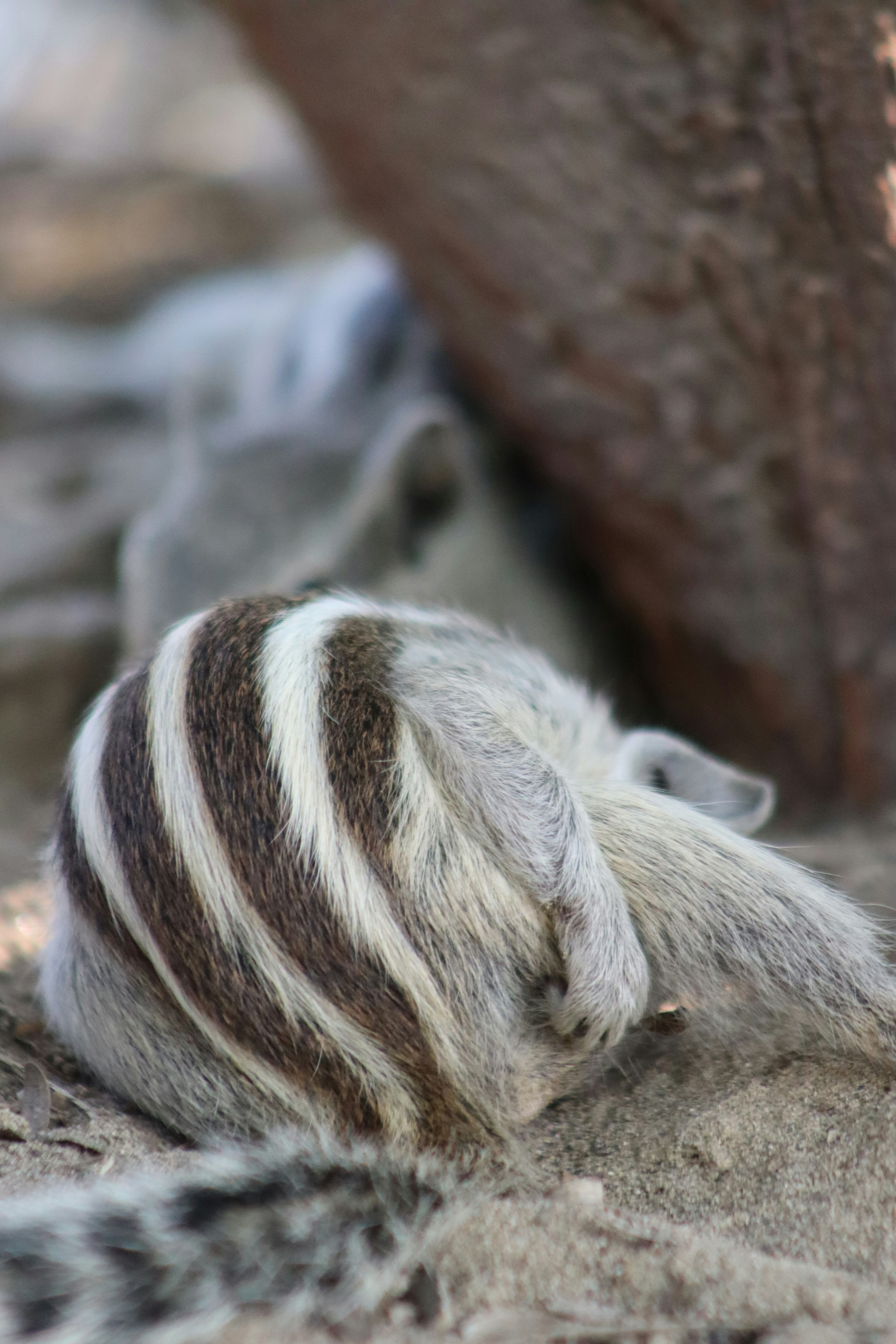 Nap Under Stripes: A Sleepy Creature Curled in Sand
