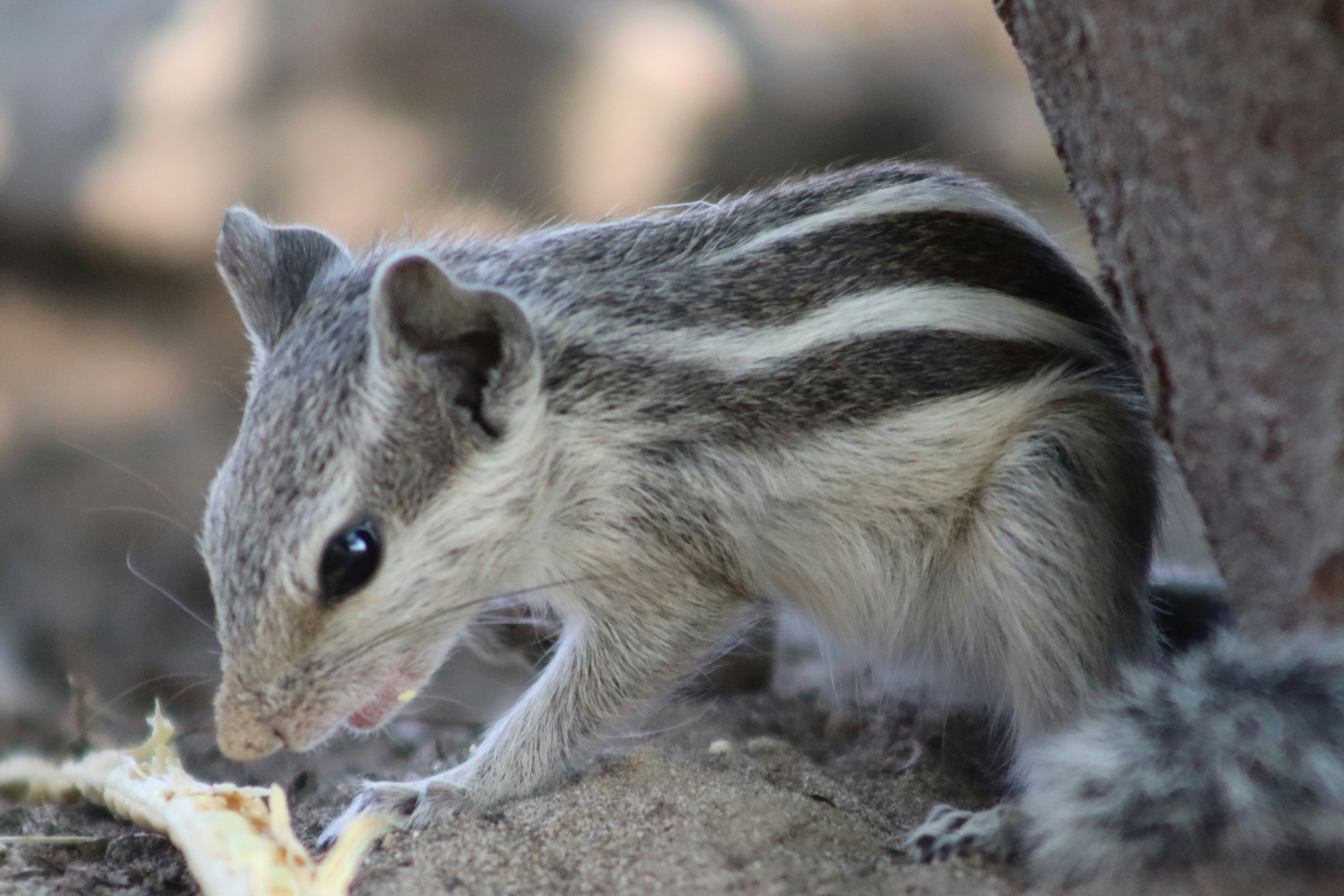 A chipper eating a piece of fruit from a tree photo – Free Animal Image ...